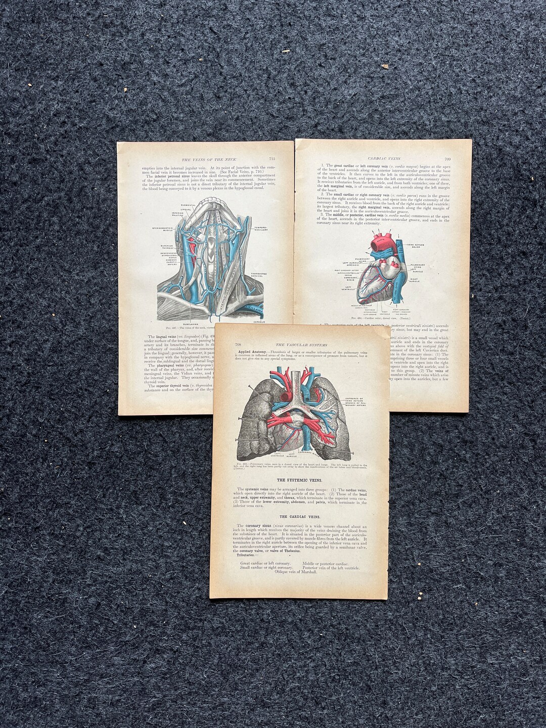 Original 1913 Anatomy Pages of Human Body, Anatomy Physiology Textbook ...