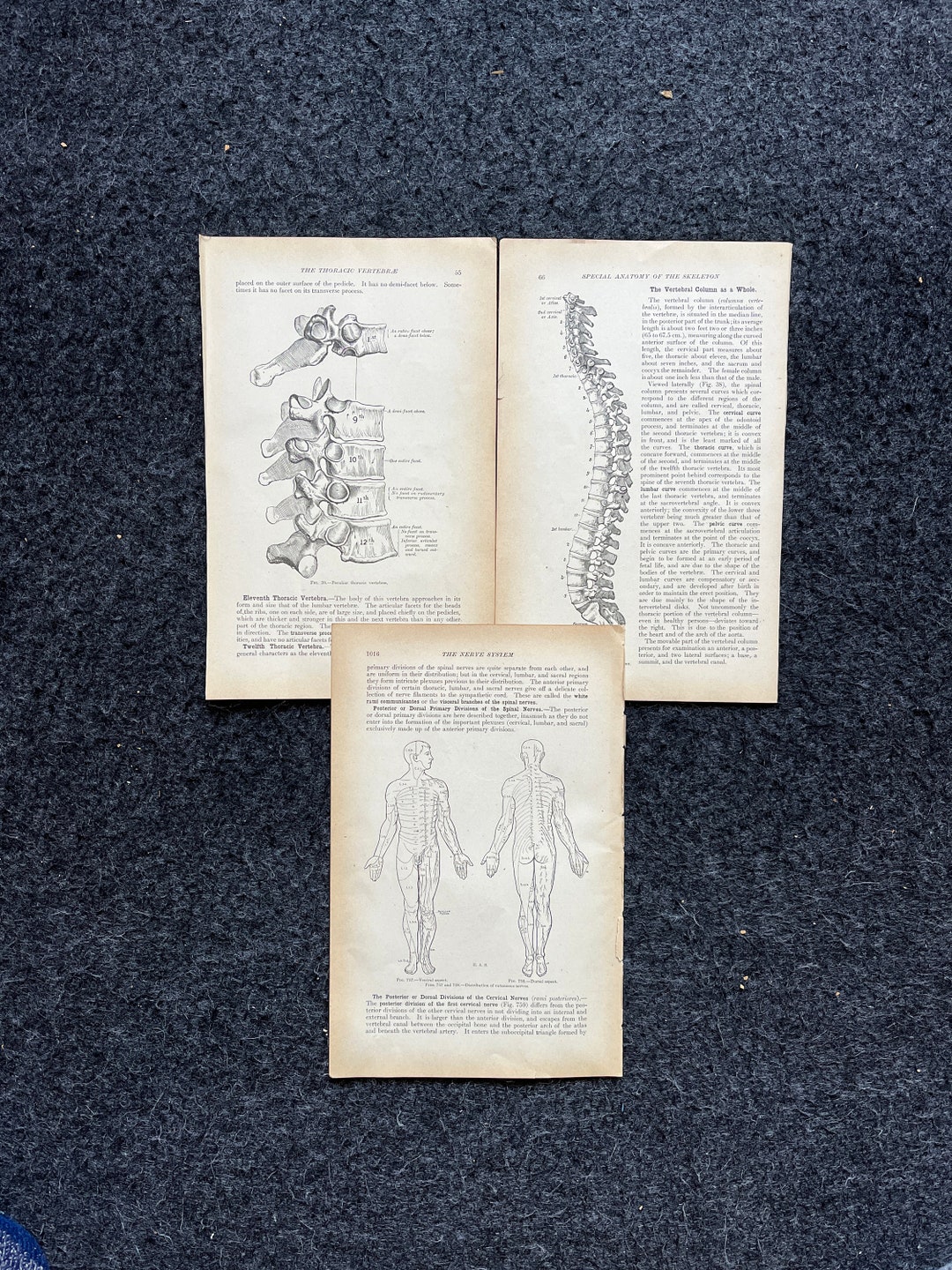 Original 1913 Anatomy Pages of Human Body, Anatomy Physiology Textbook ...