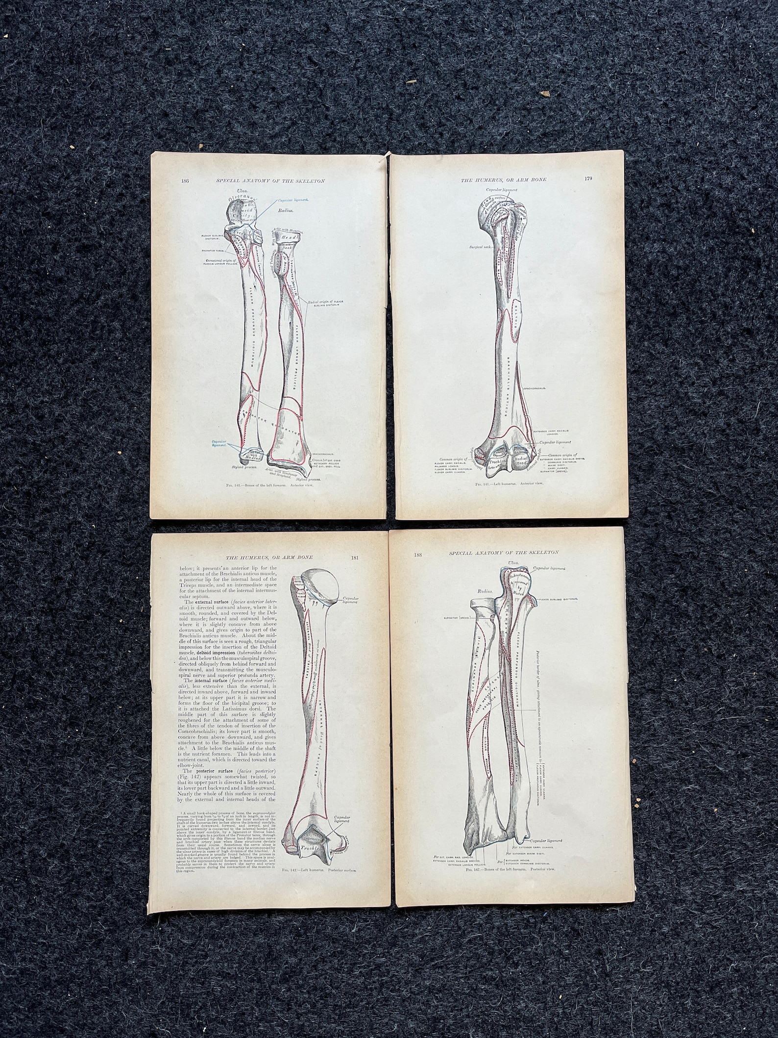 Original 1913 Anatomy Pages of Human Body, Anatomy Physiology Textbook ...