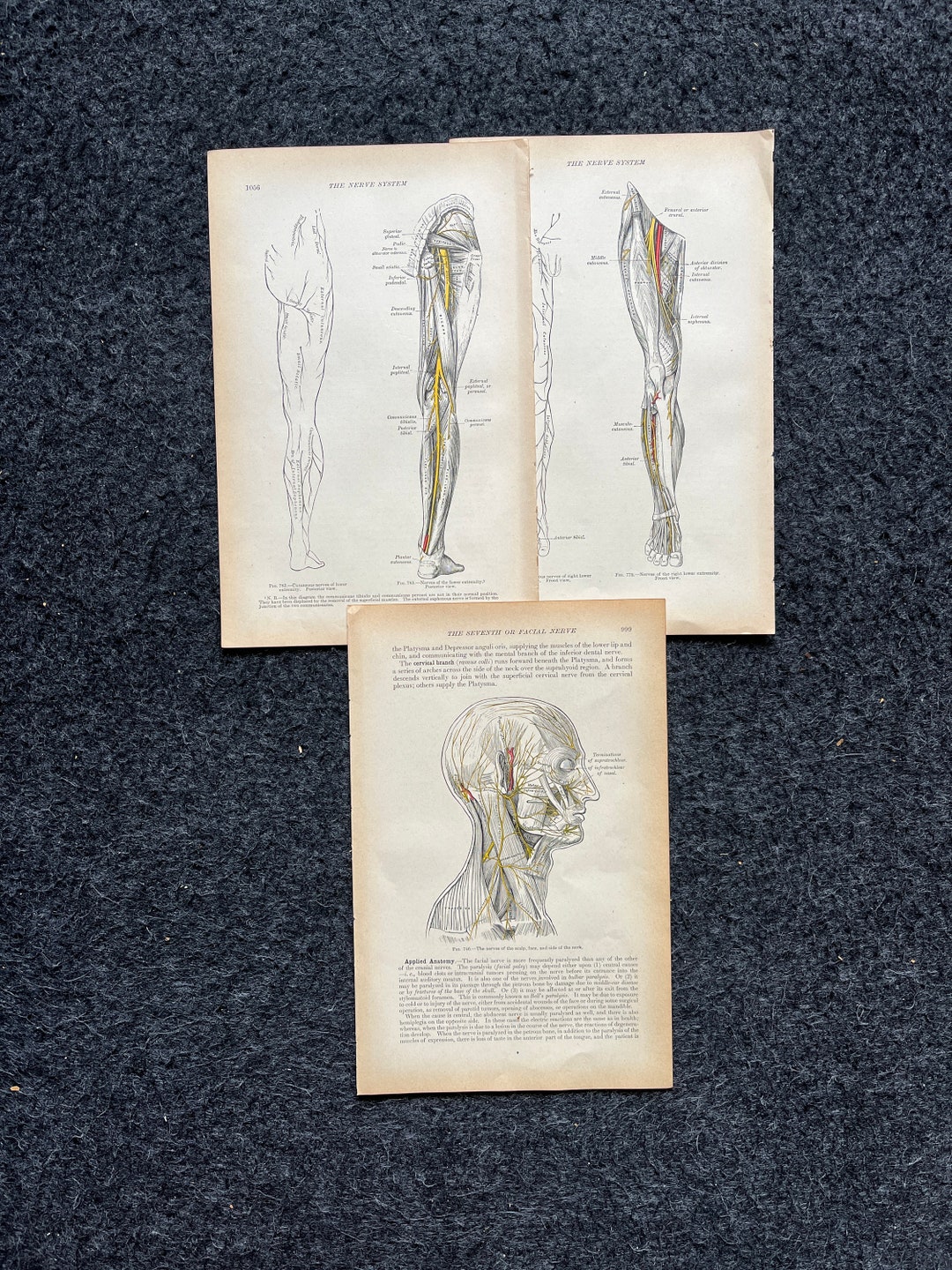 Original 1913 Anatomy Pages of Human Body, Anatomy Physiology Textbook ...