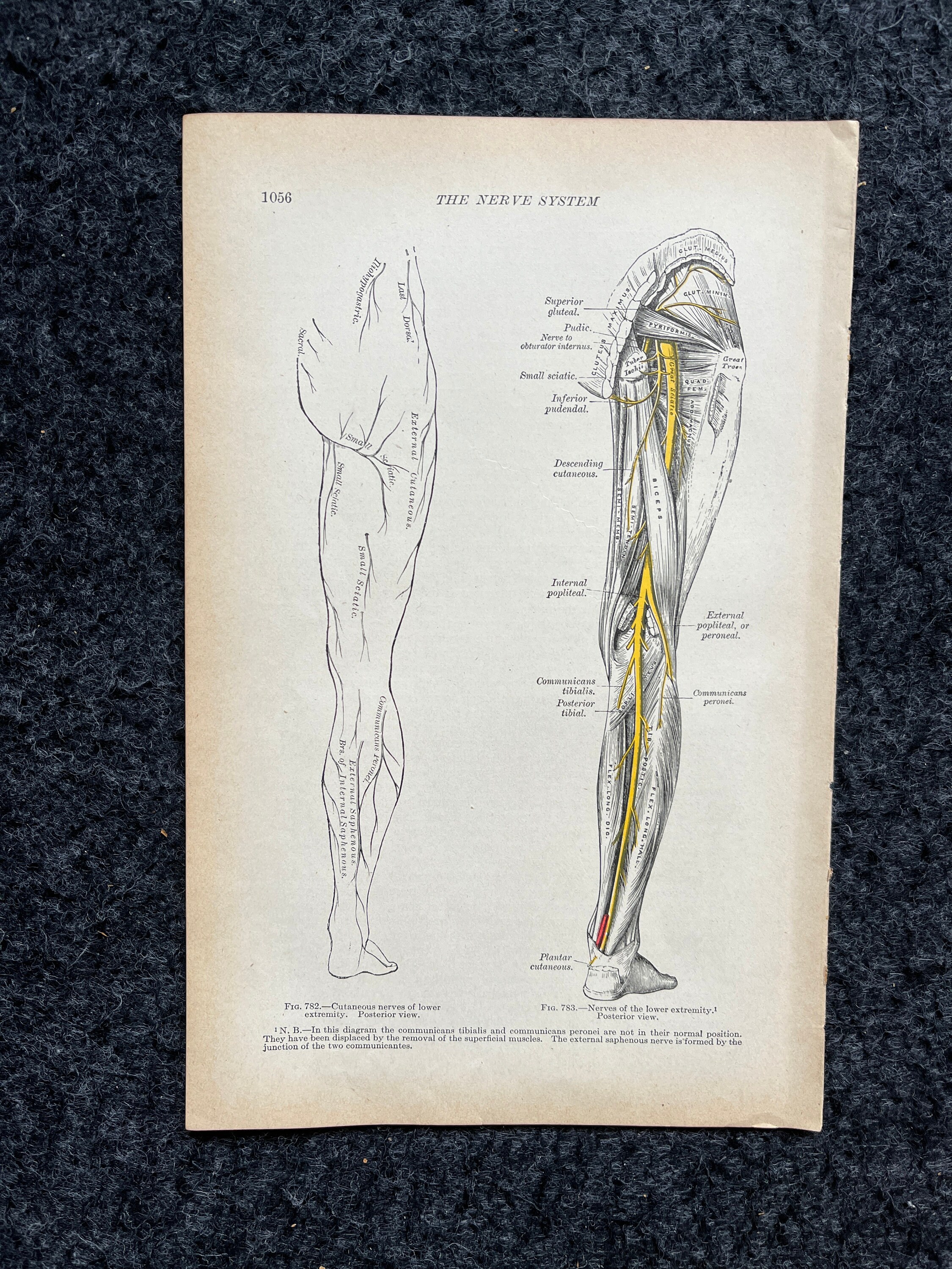 Original 1913 Anatomy Pages of Human Body, Anatomy Physiology Textbook ...