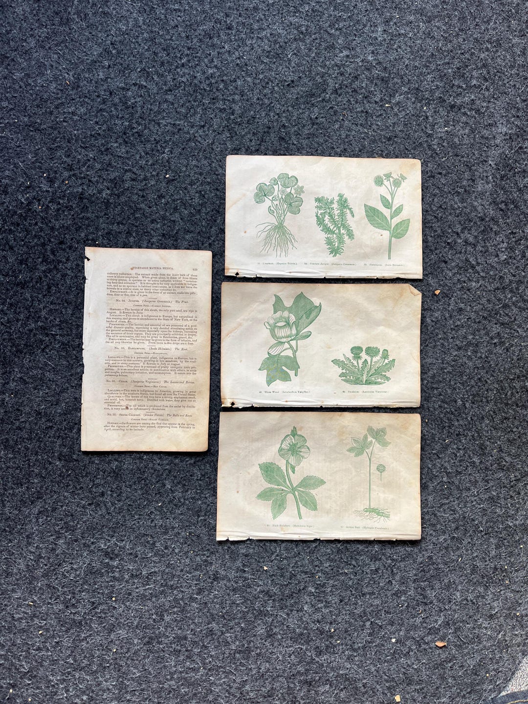 Original 1895 Botany Victorian Era Horticultural Gardening Pages, Plant ...