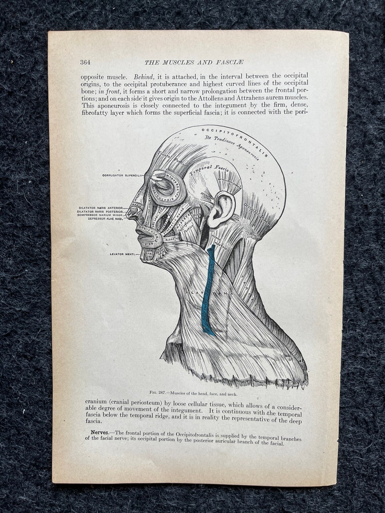 1913 Anatomy Print: Vintage Human Body Illustration, Medical Textbook ...