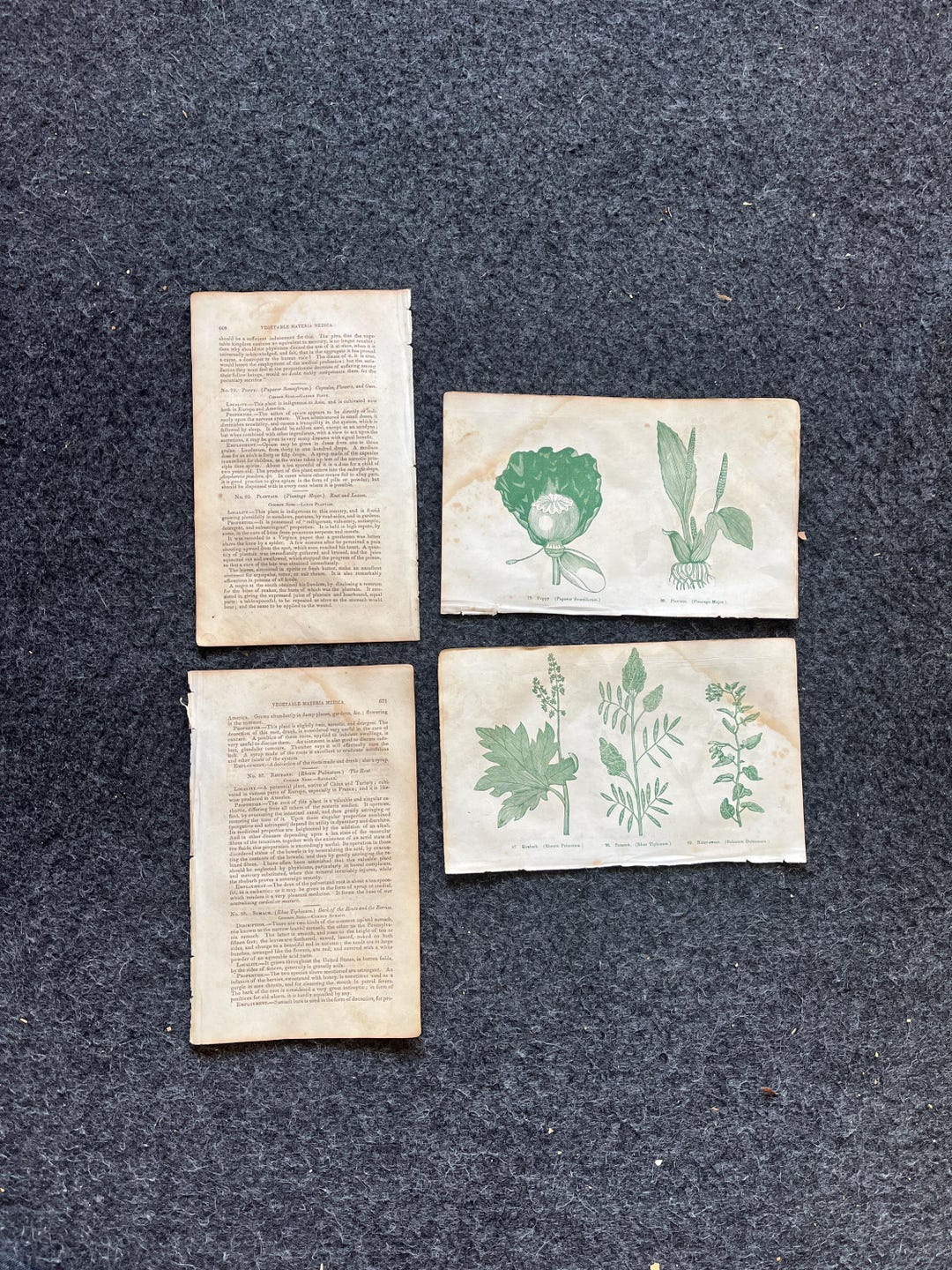 1895 Victorian Botany Print: Original Horticultural Page, Alternative ...