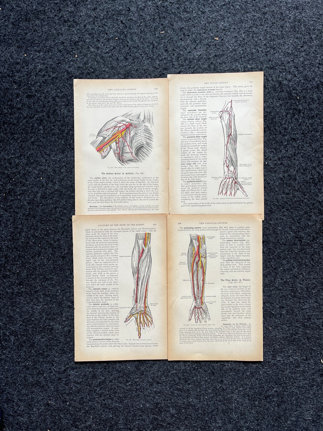 Original 1913 Anatomy Pages of Human Body, Anatomy Physiology Textbook ...