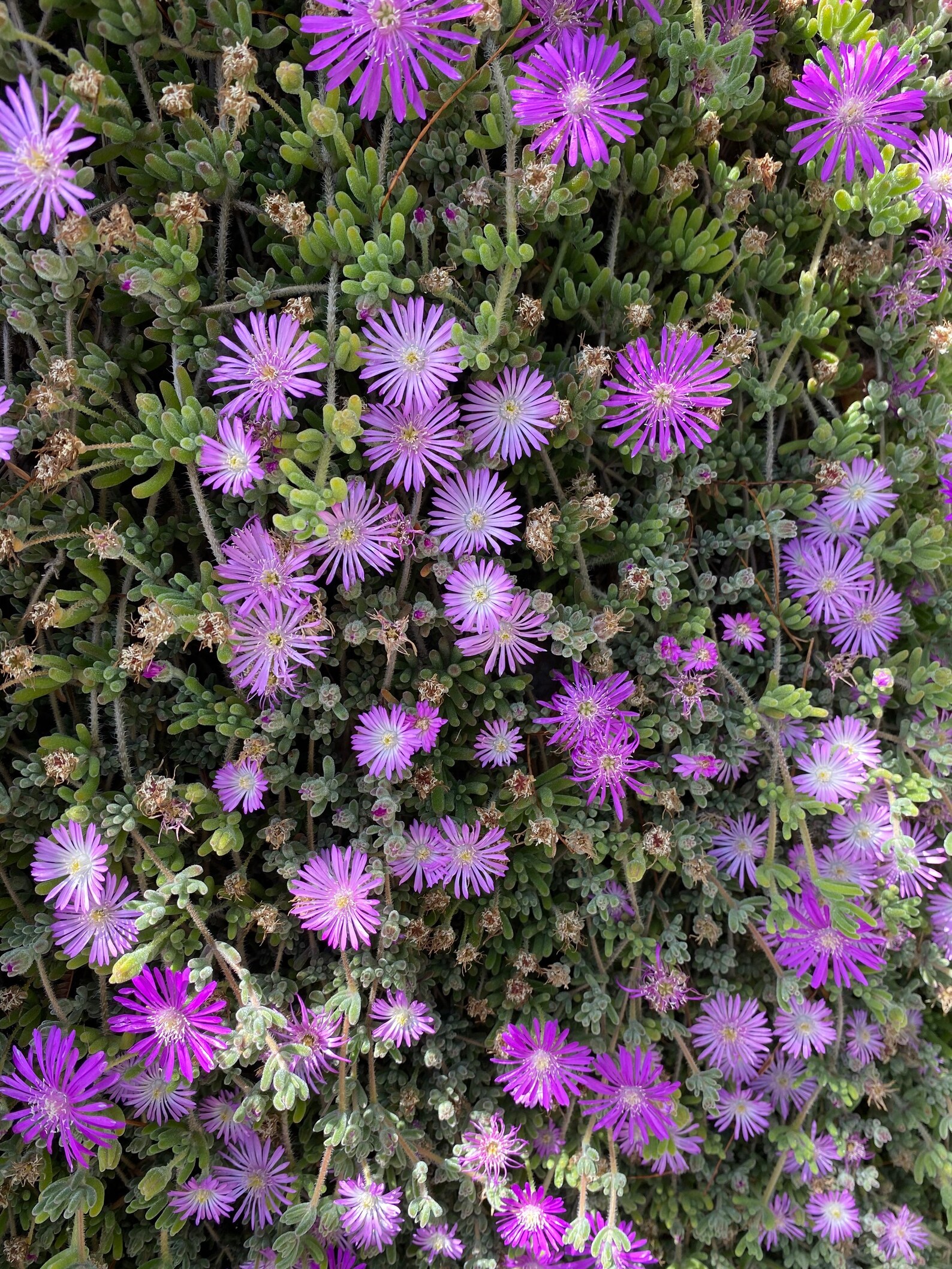 Purple Ice Plant Cutting | Lampranthus| Succulent Ground Cover | Easy ...