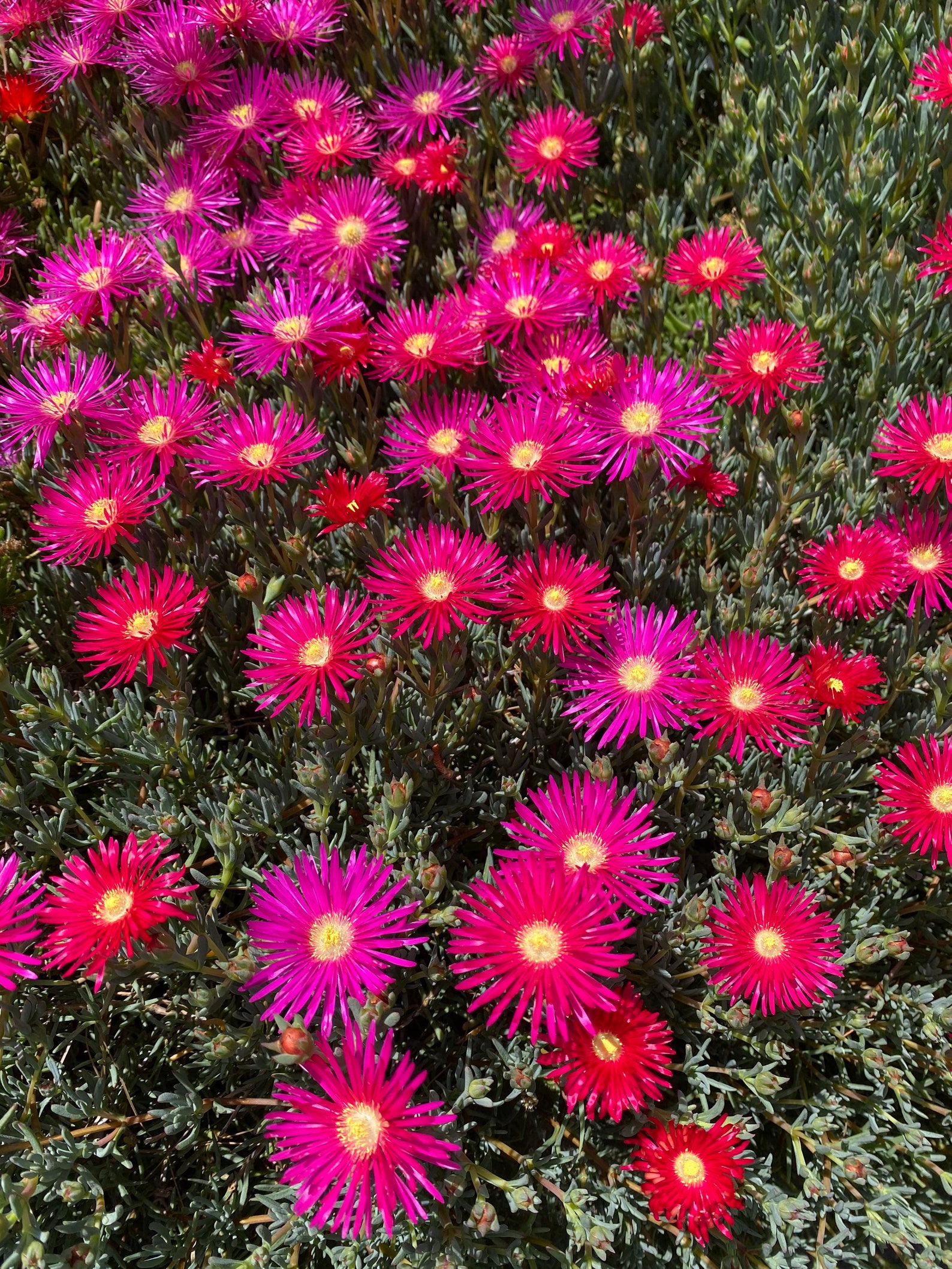 Dark Pink Ice Plant Cutting Lampranthus Succulent Ground Cover Easy to ...