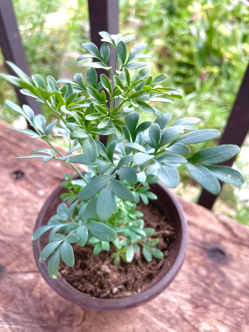 Rue Ruta Graveolens Common Rue Ruda Herb Ruda Plant - Etsy