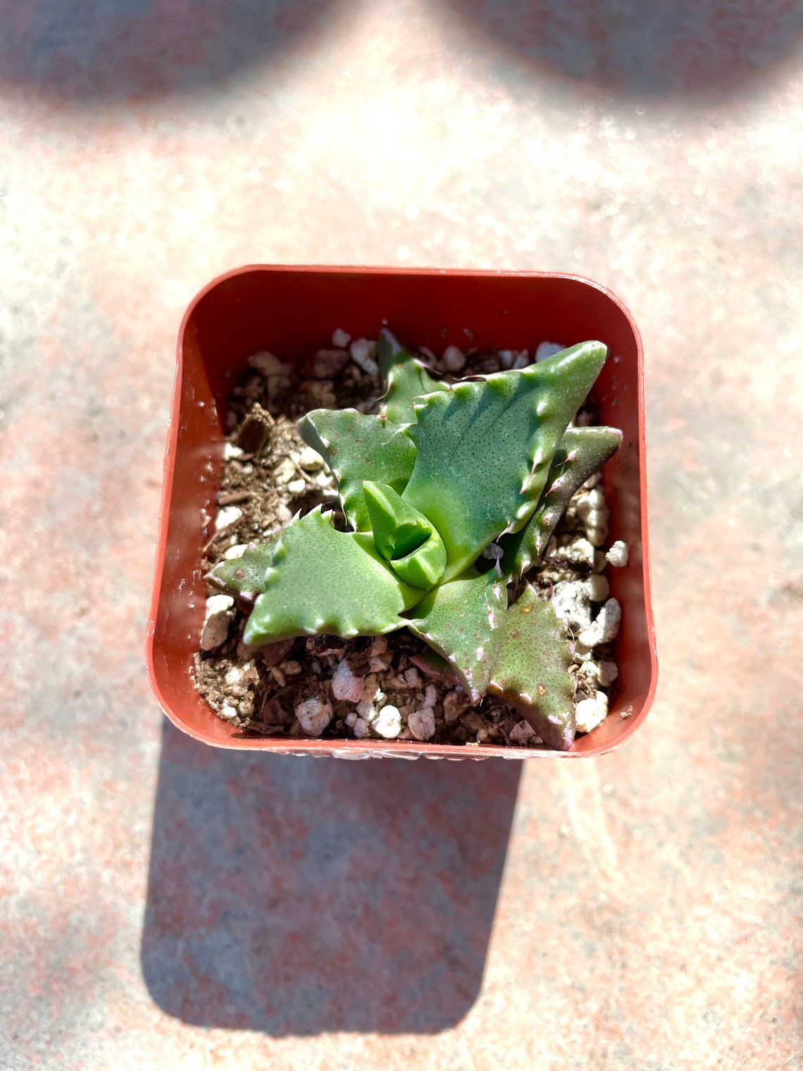 Faucaria Tigrina Tiger's Jaws Live Succulent 2 - Etsy