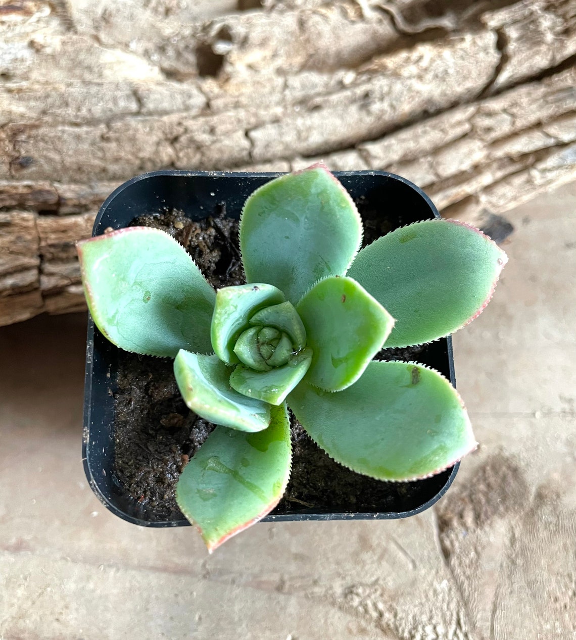 Aeonium Haworthii Pinwheel Aeonium Succulent Cluster - Etsy