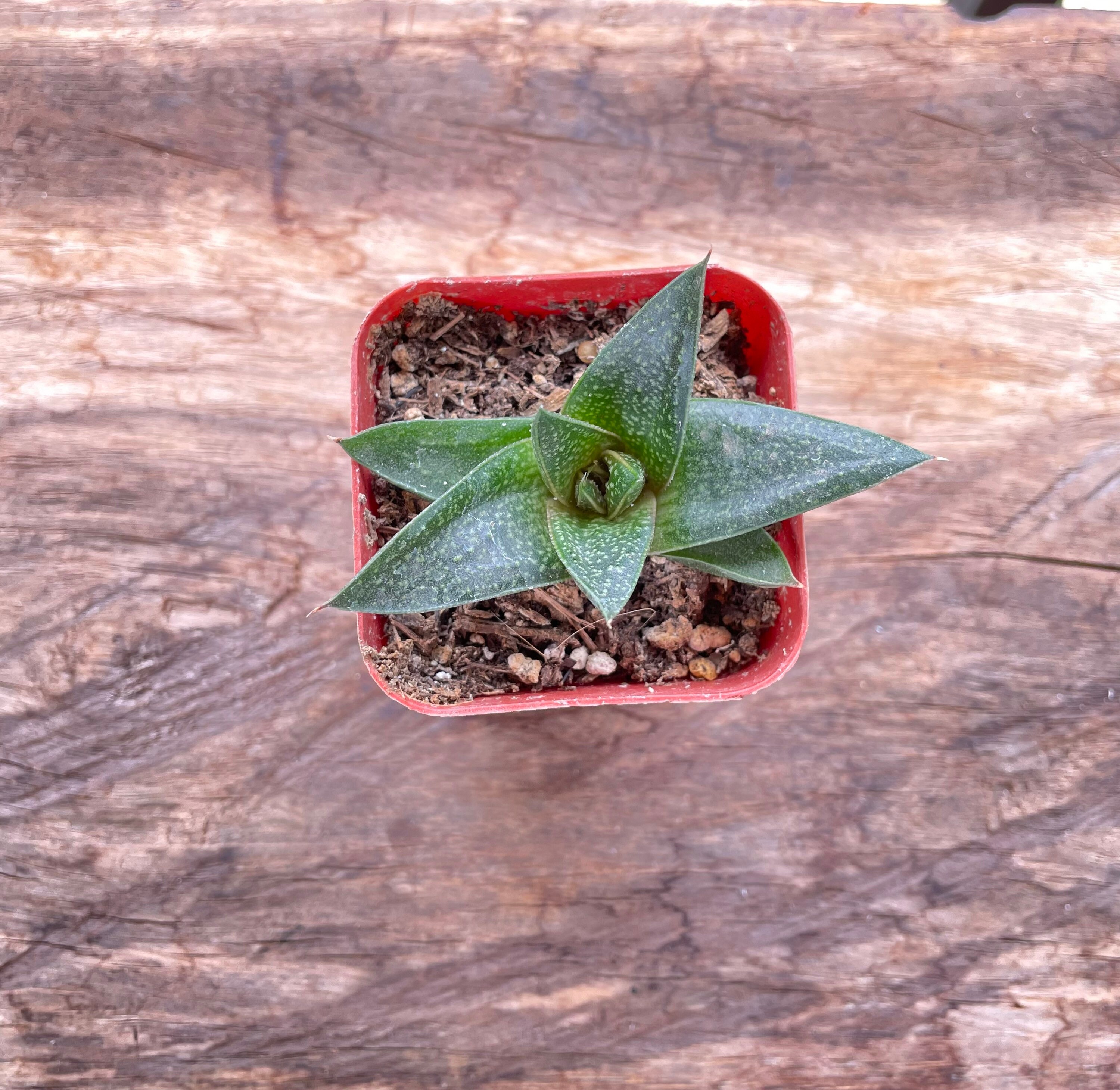 Gasteria Flow Gasteraloe Flow Aloe Relative Dark Green | Etsy