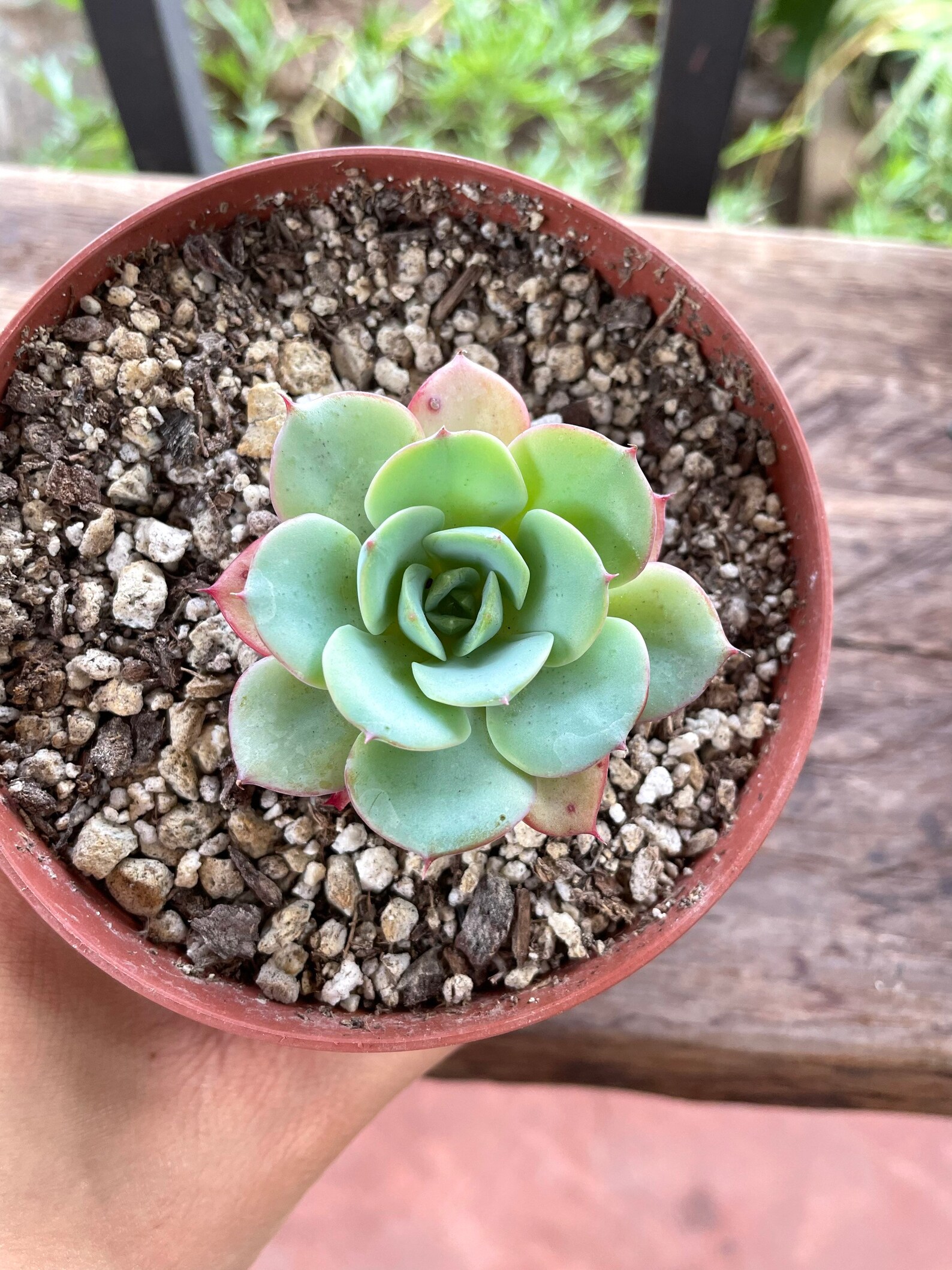 Echeveria Atlantis Live Succulent 4 Pot | Etsy