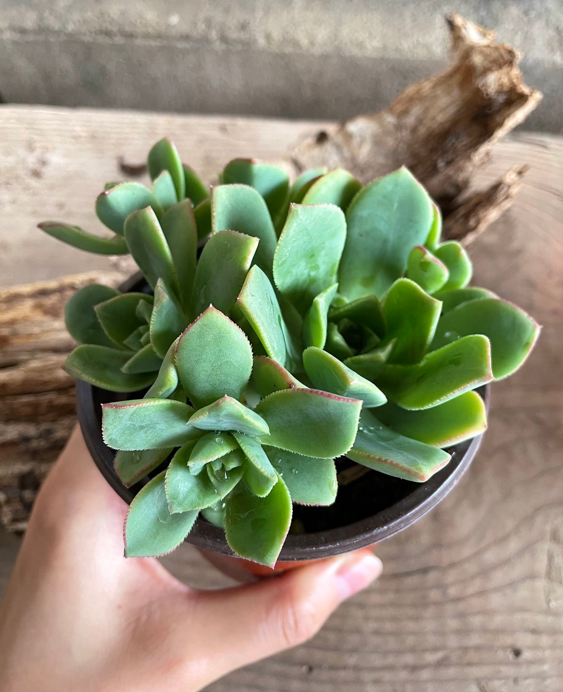 Aeonium Haworthii Pinwheel Aeonium Succulent Cluster - Etsy