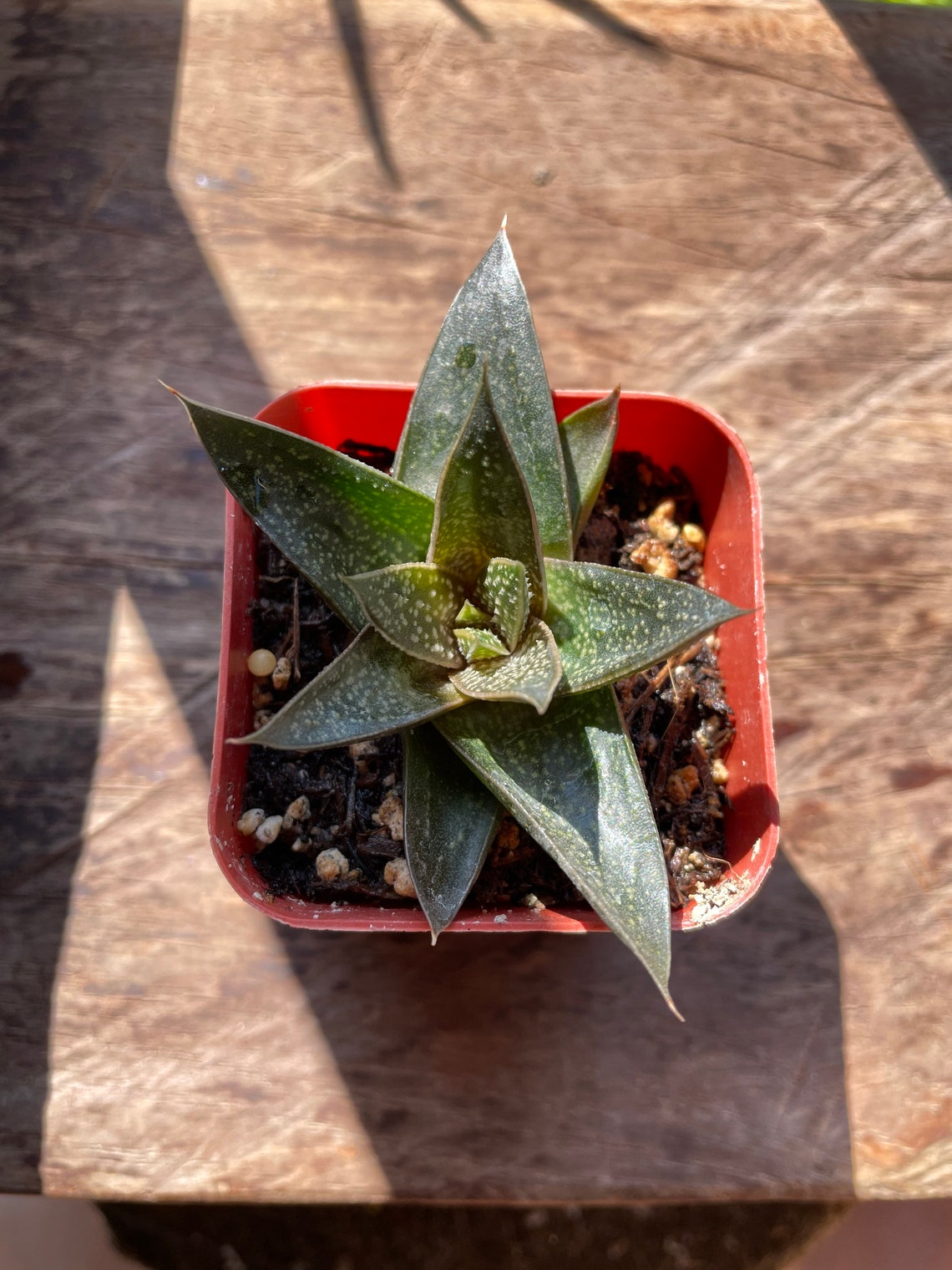Gasteria Flow Gasteraloe Flow Aloe Relative Dark Green | Etsy