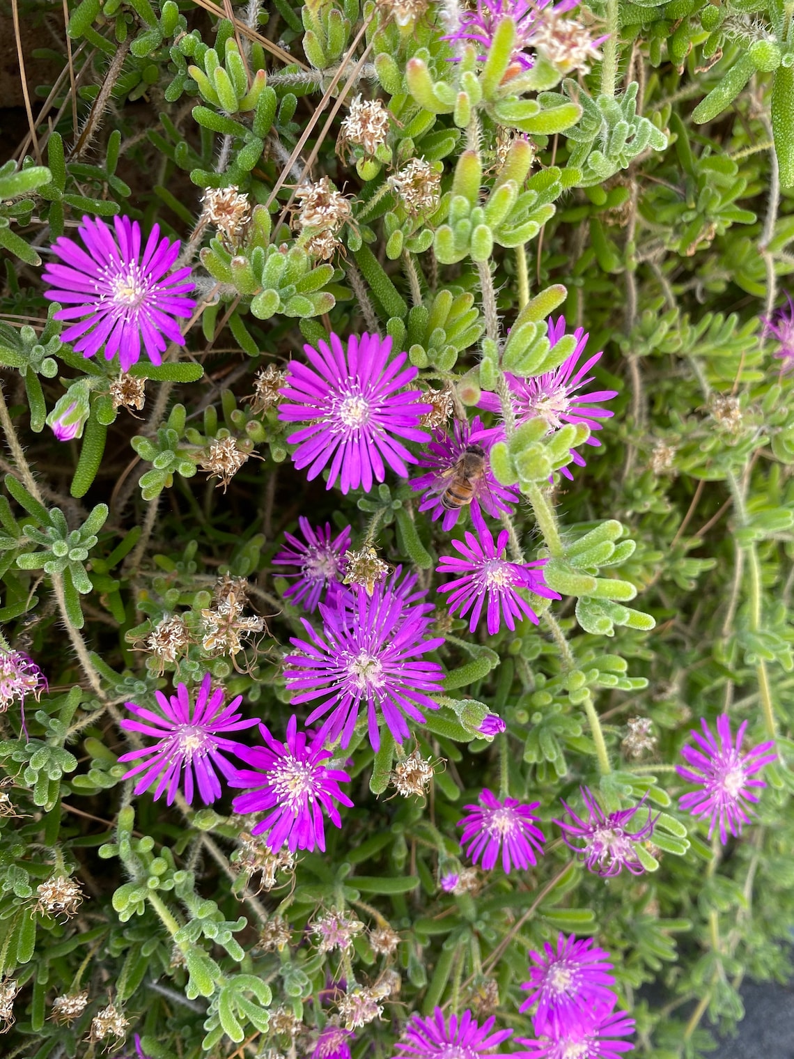 Purple Ice Plant Cutting Lampranthus Succulent Ground Cover - Etsy