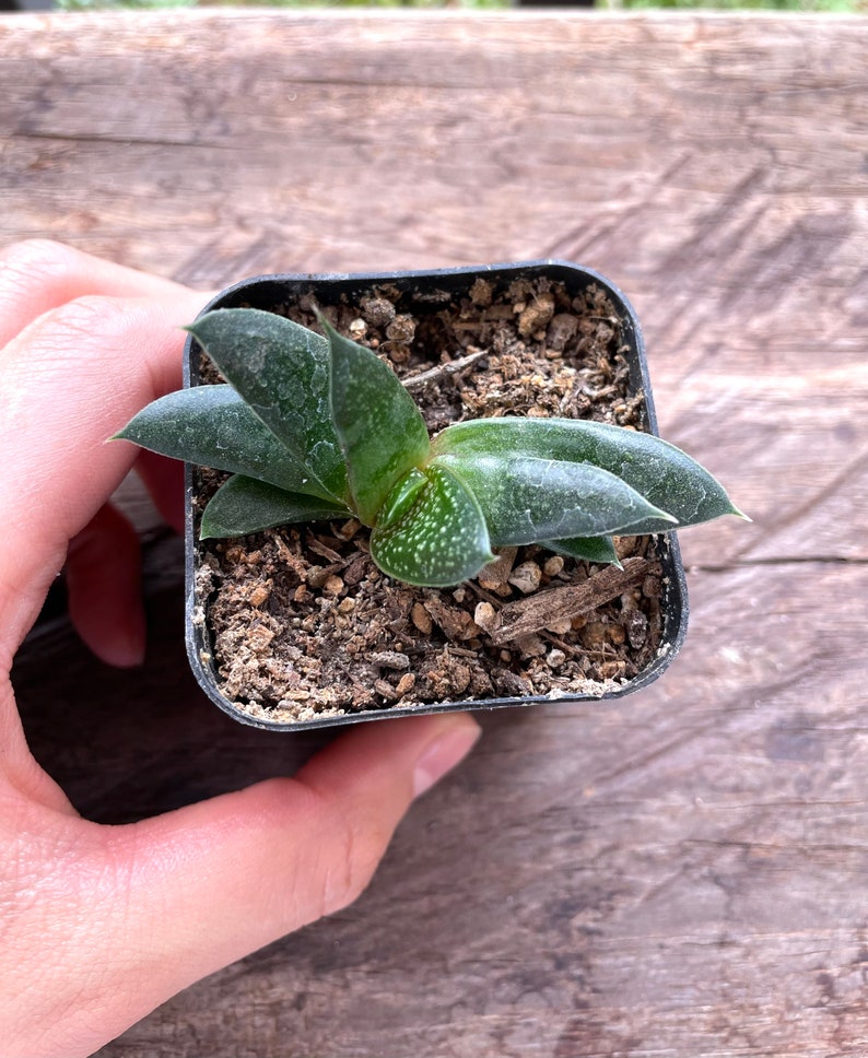 Gasteria Flow Gasteraloe Flow Aloe Relative Dark Green | Etsy