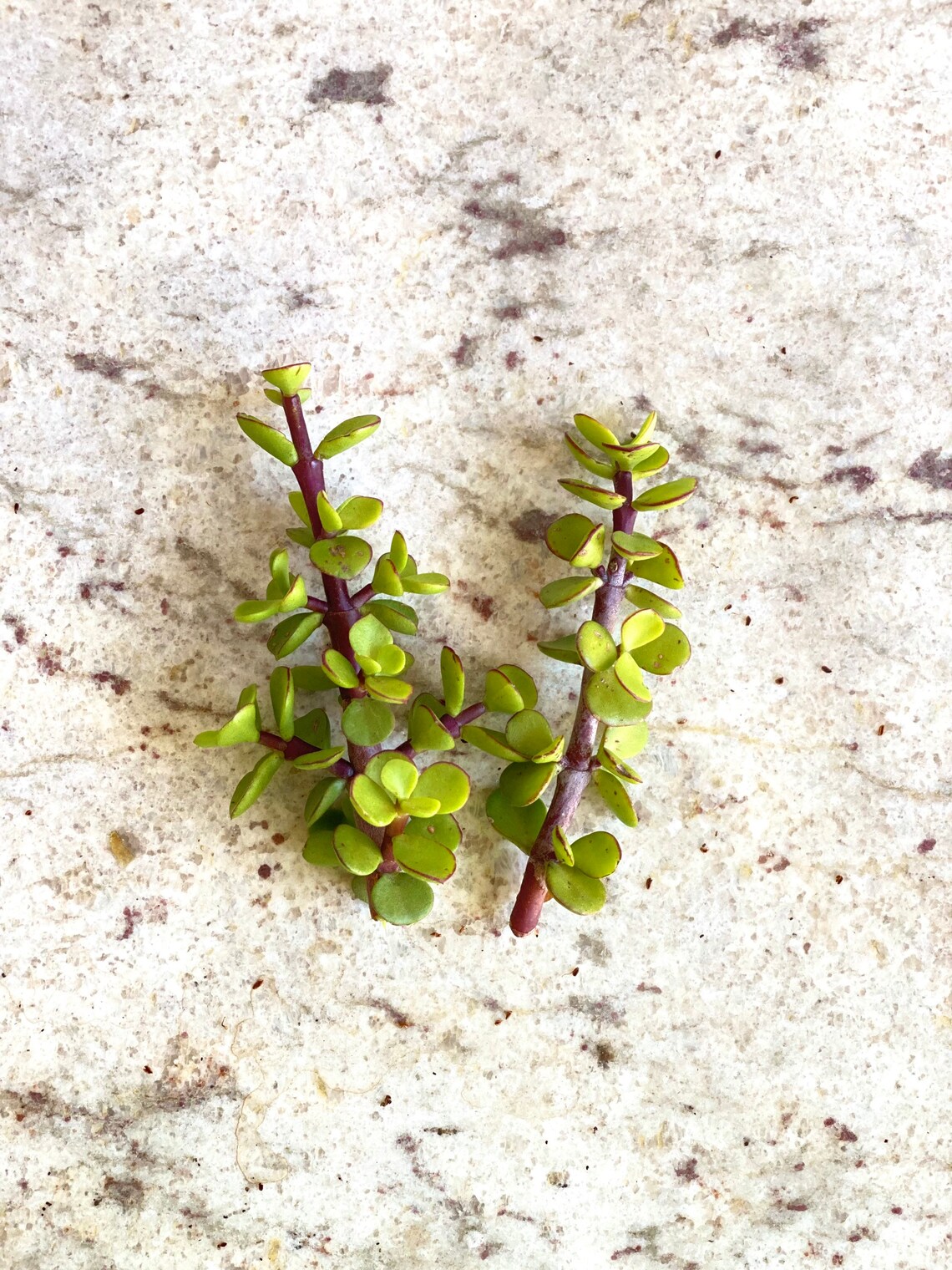 Dwarf Jade Plant Elephant Bush Portulacaria Afra | Etsy
