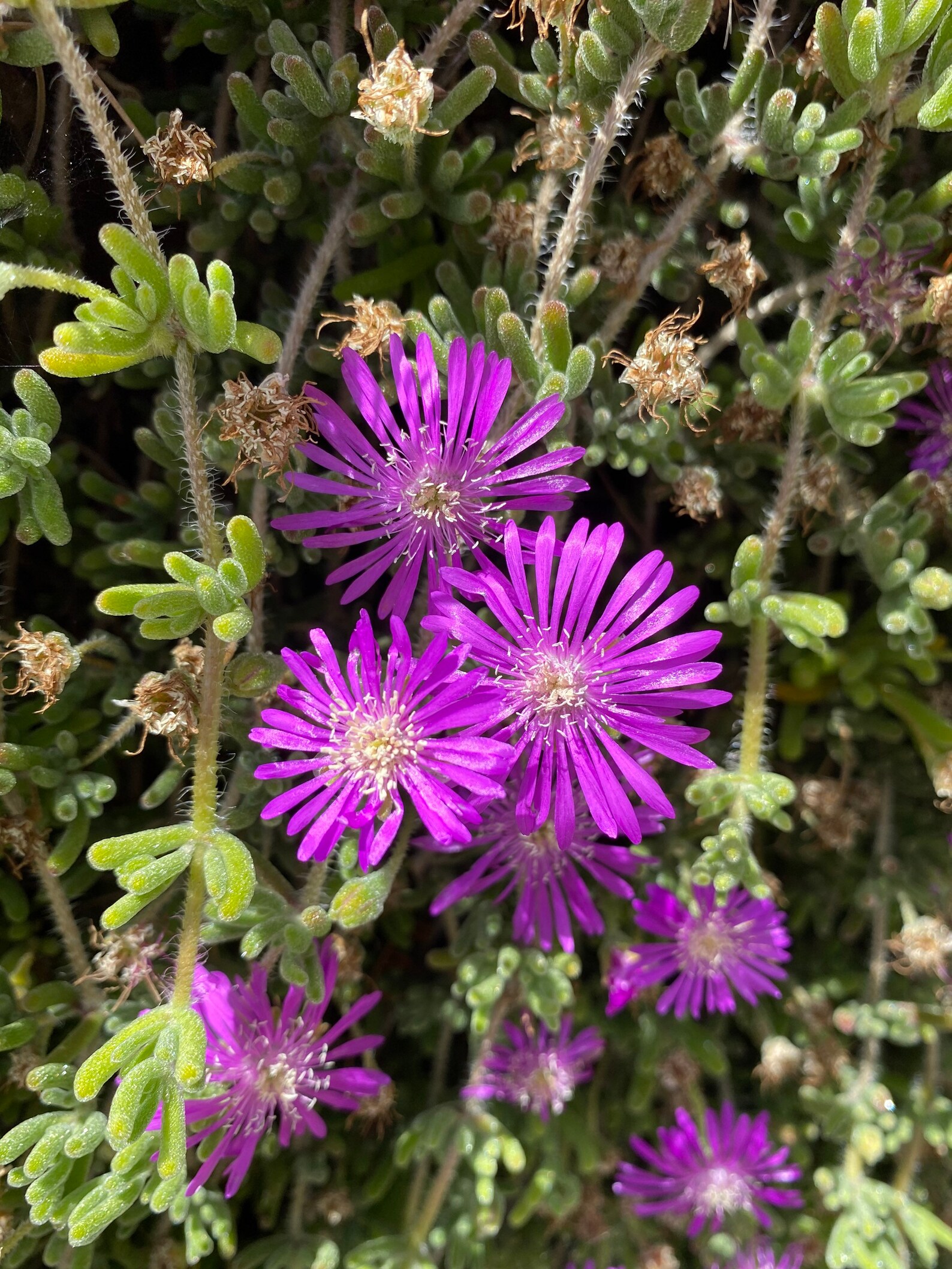 Purple Ice Plant Cutting Lampranthus Succulent Ground Cover - Etsy