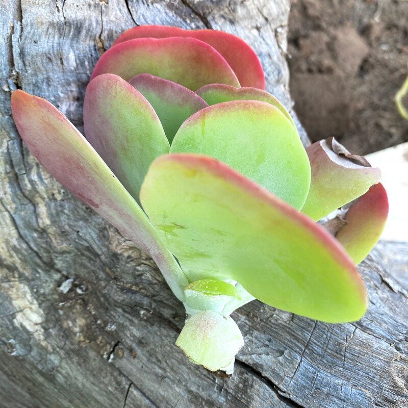Flapjack Succulent - Etsy
