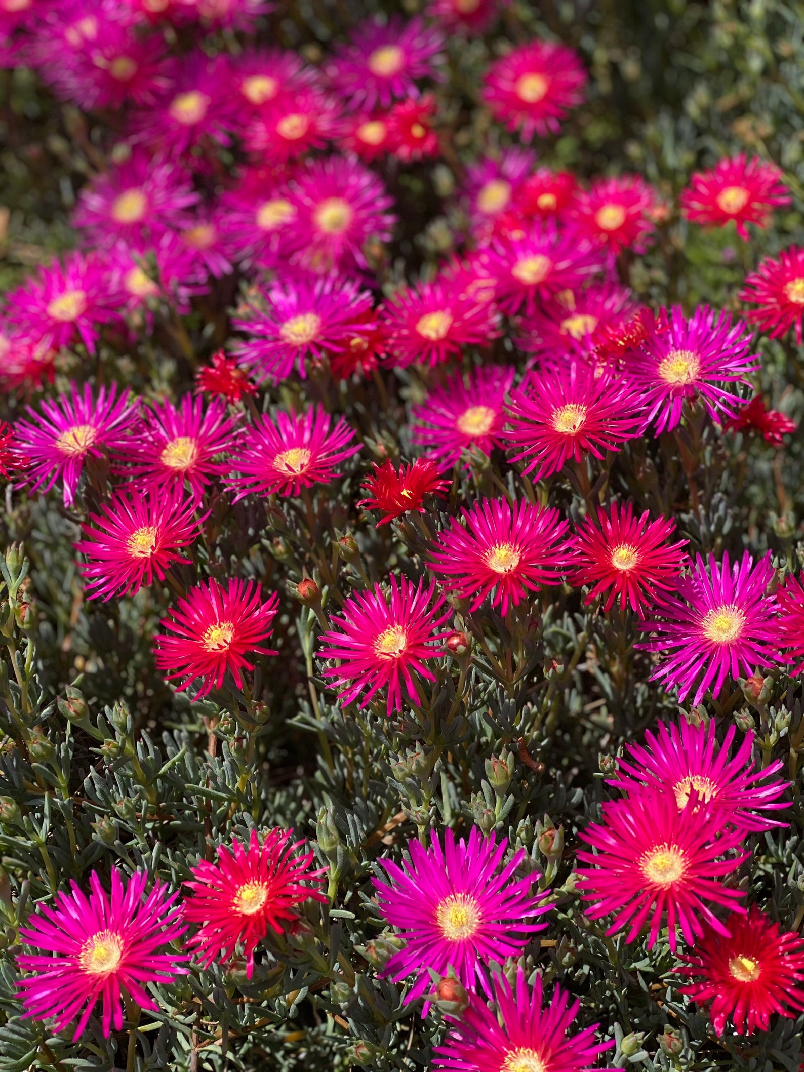 Dark Pink Ice Plant Cutting Lampranthus Succulent Ground Cover Easy to ...