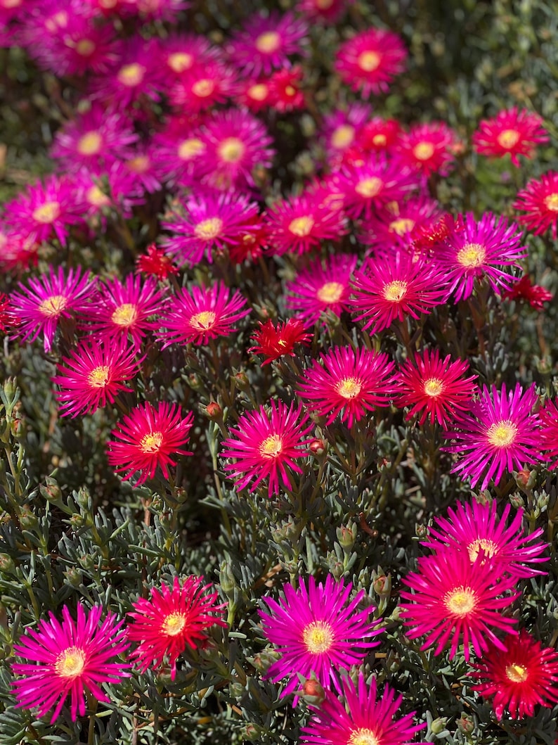 Dark Pink Ice Plant Cutting Lampranthus Succulent Ground - Etsy