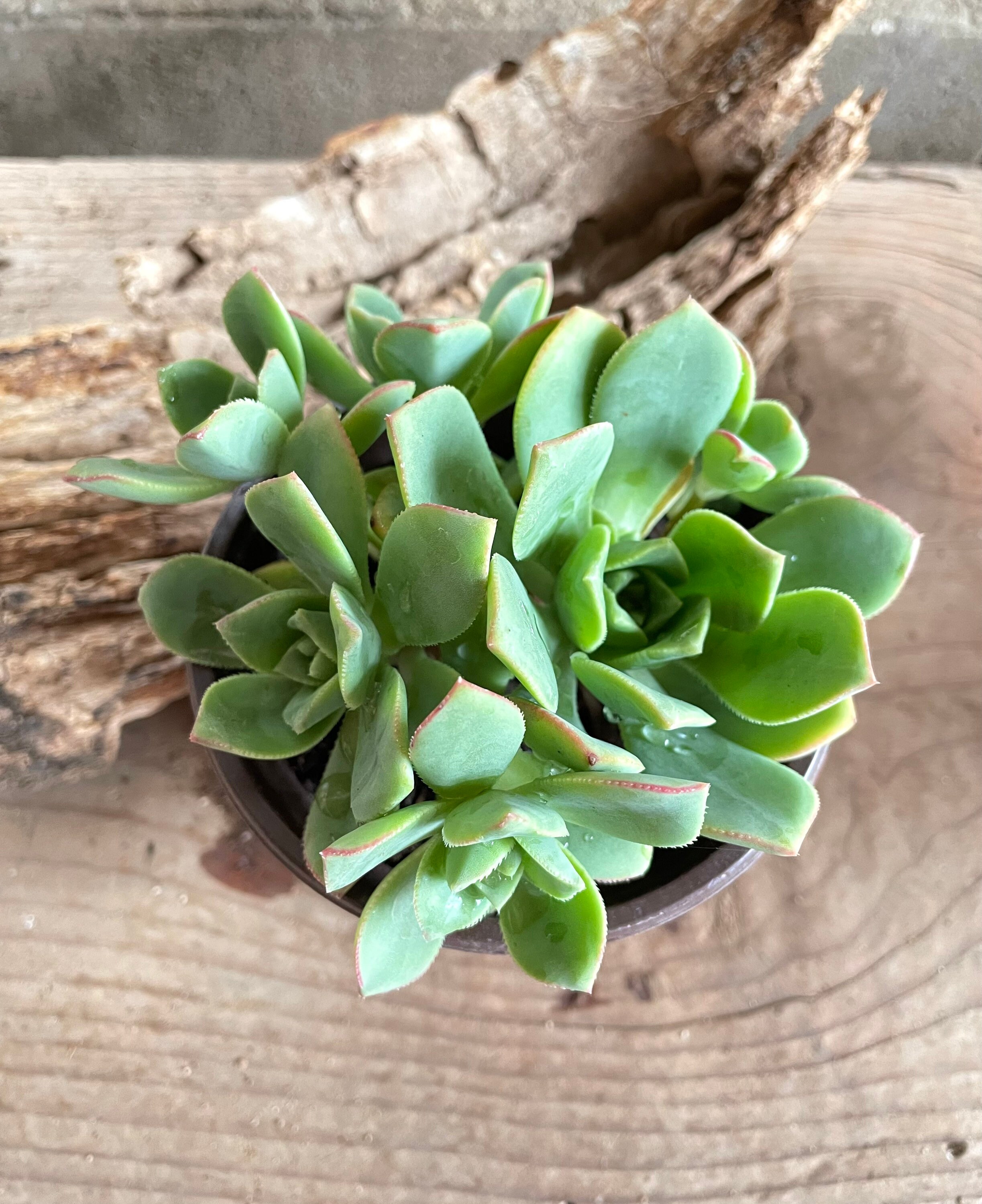 Aeonium Haworthii Pinwheel Aeonium Succulent Cluster - Etsy