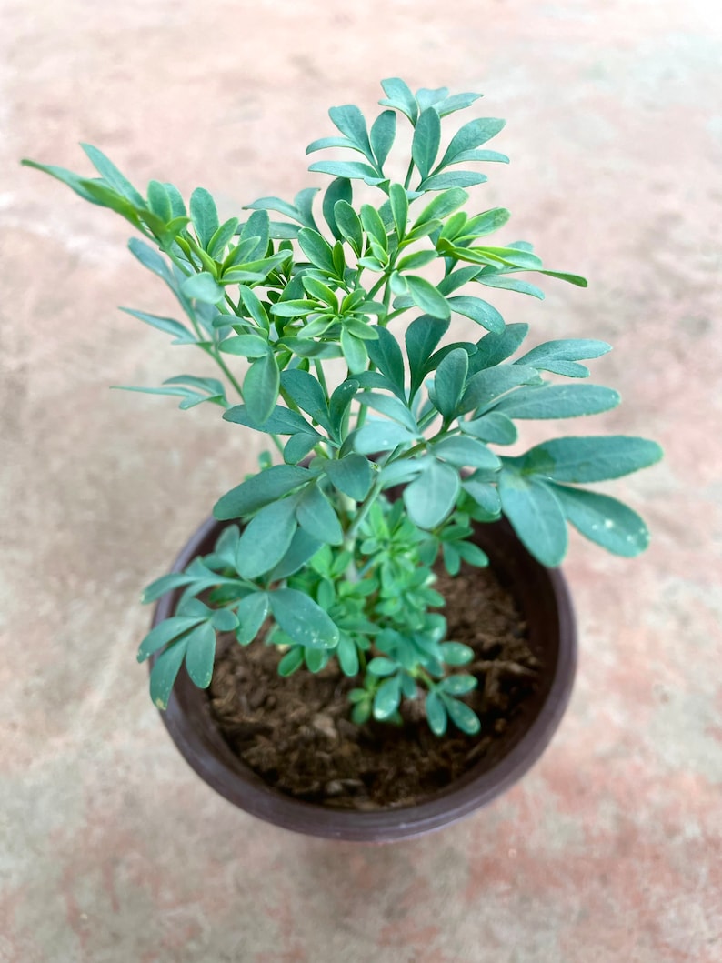 Rue Ruta Graveolens Common Rue Ruda Herb Ruda Plant - Etsy