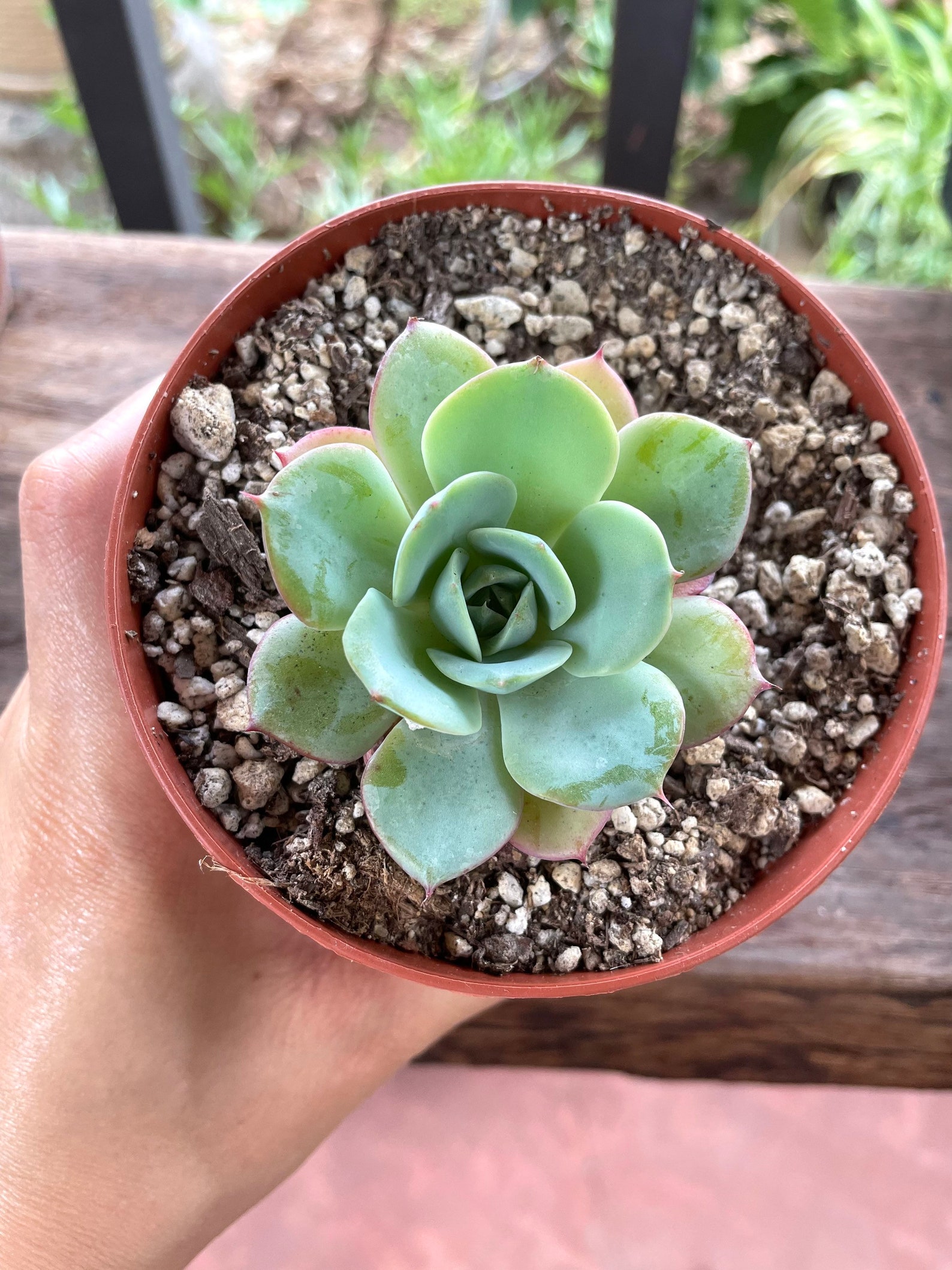 Echeveria Atlantis Live Succulent 4 Pot | Etsy