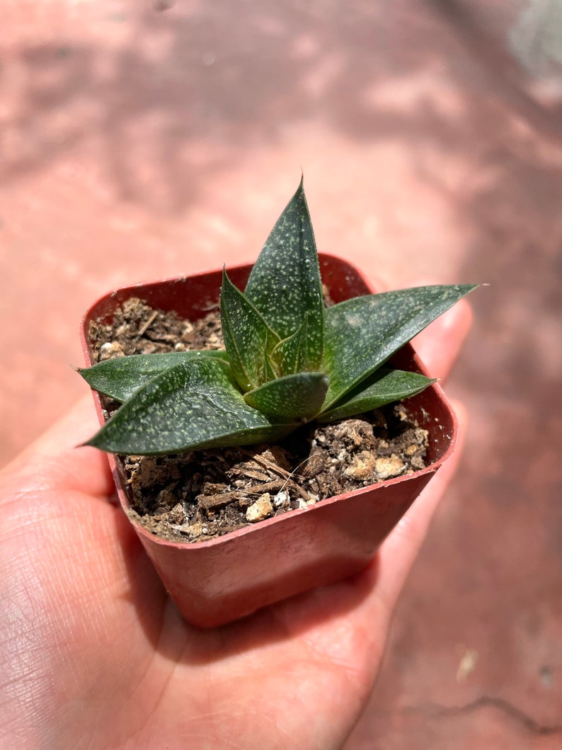 Gasteria Flow Gasteraloe Flow Aloe Relative Dark Green | Etsy