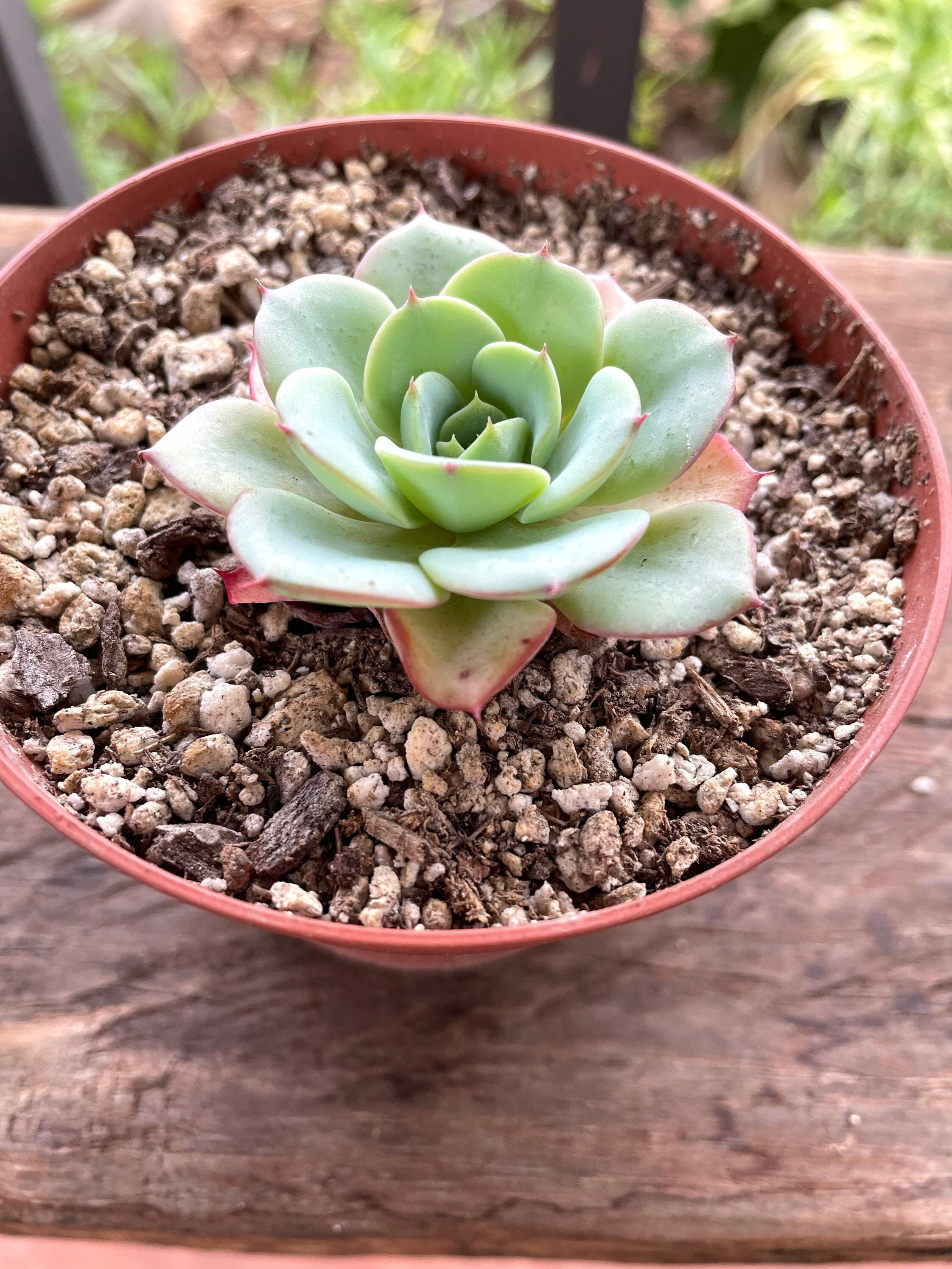 Echeveria Atlantis Live Succulent 4 Pot - Etsy