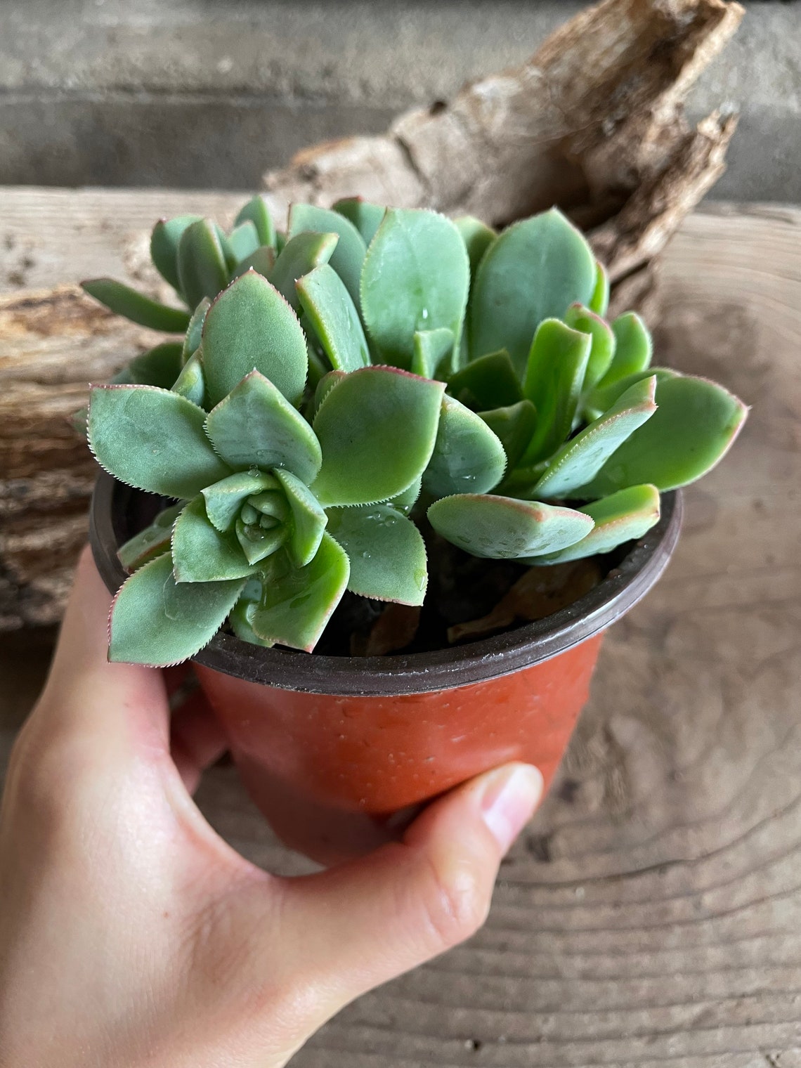 Aeonium Haworthii Pinwheel Aeonium Succulent Cluster - Etsy