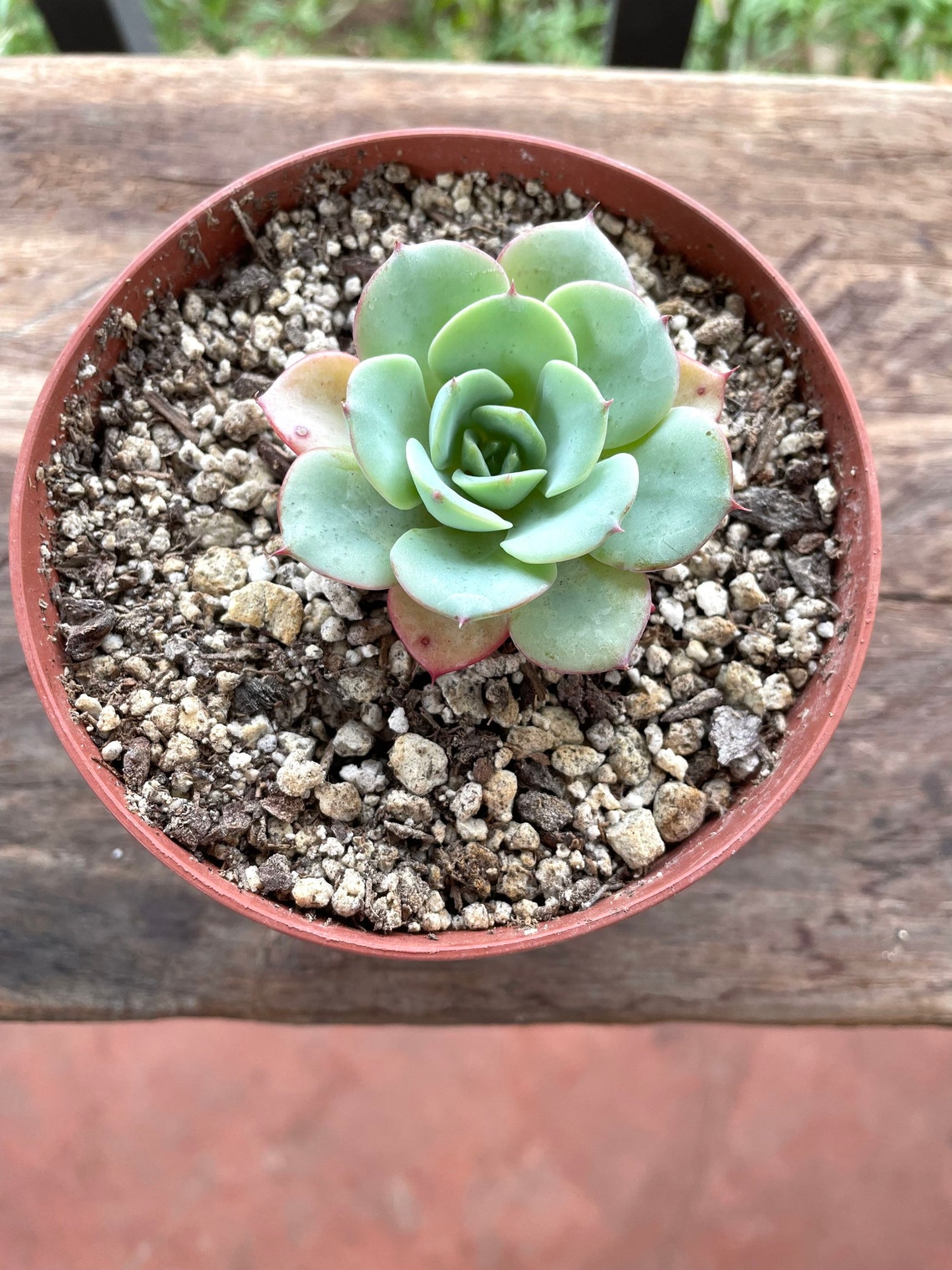 Echeveria Atlantis Live Succulent 4 Pot - Etsy