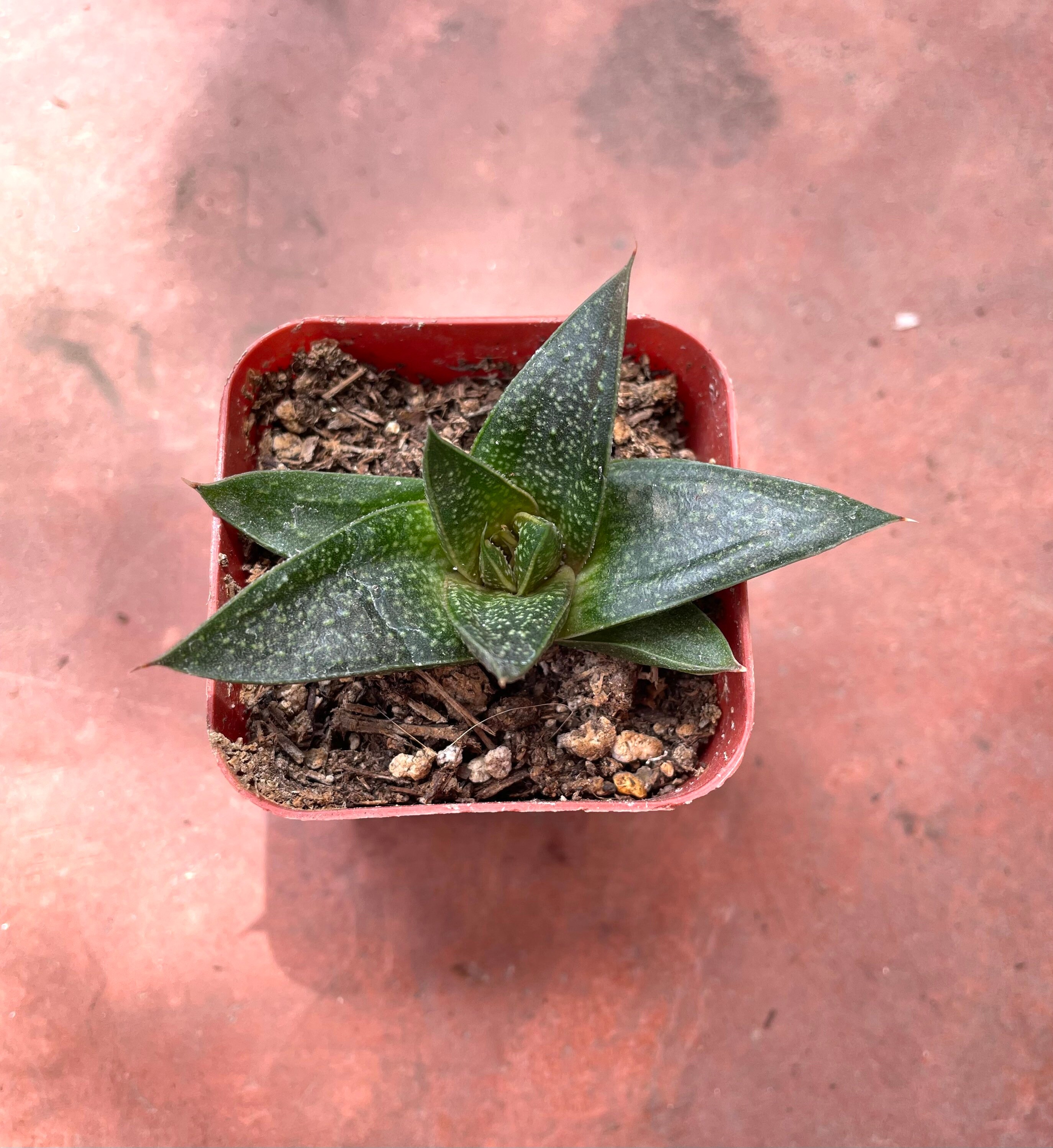 Gasteria Flow Gasteraloe Flow Aloe Relative Dark Green | Etsy