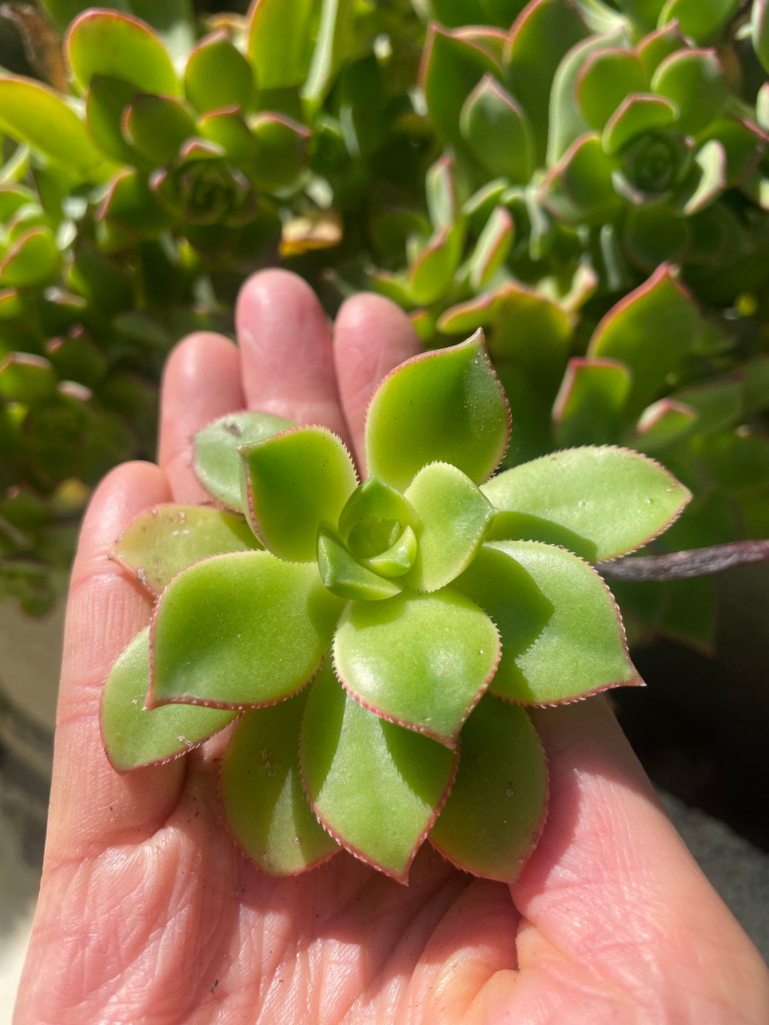 Aeonium Haworthii | Pinwheel Aeonium | Succulent Cluster | Live ...