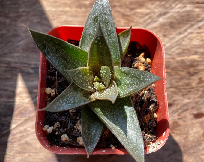 Gasteria Flow Gasteraloe Flow Aloe Relative Dark Green Live Succulent 2 ...