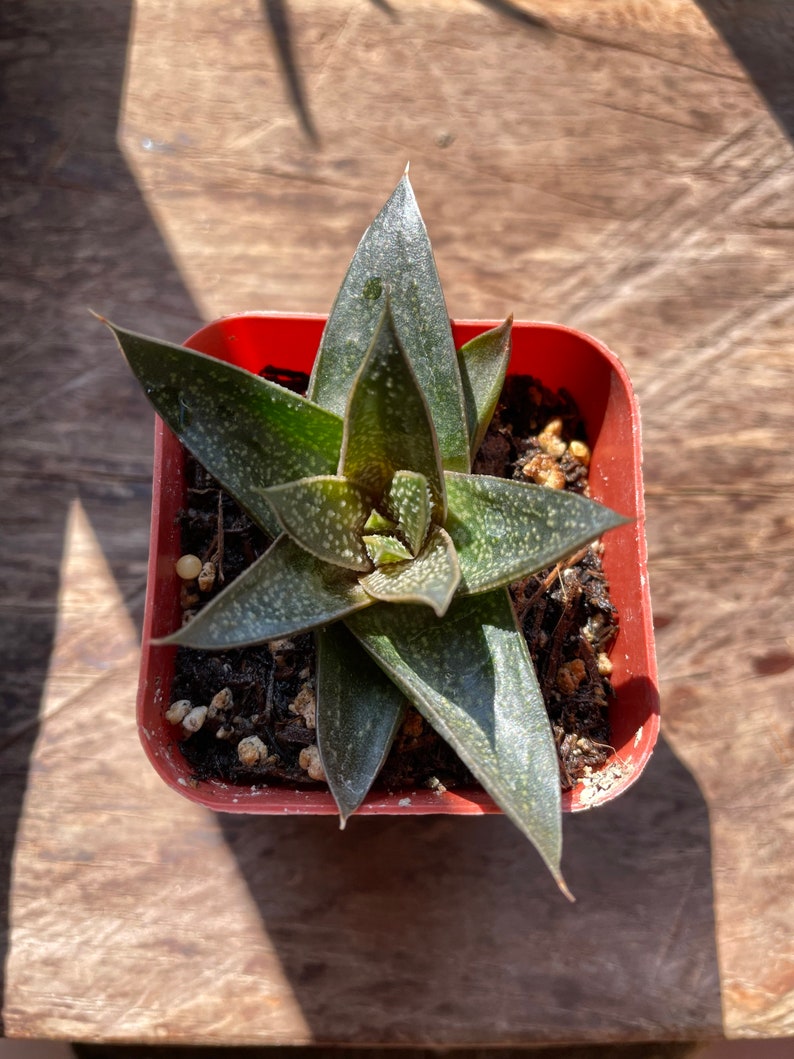 Gasteria Flow Gasteraloe Flow Aloe Relative Dark Green | Etsy