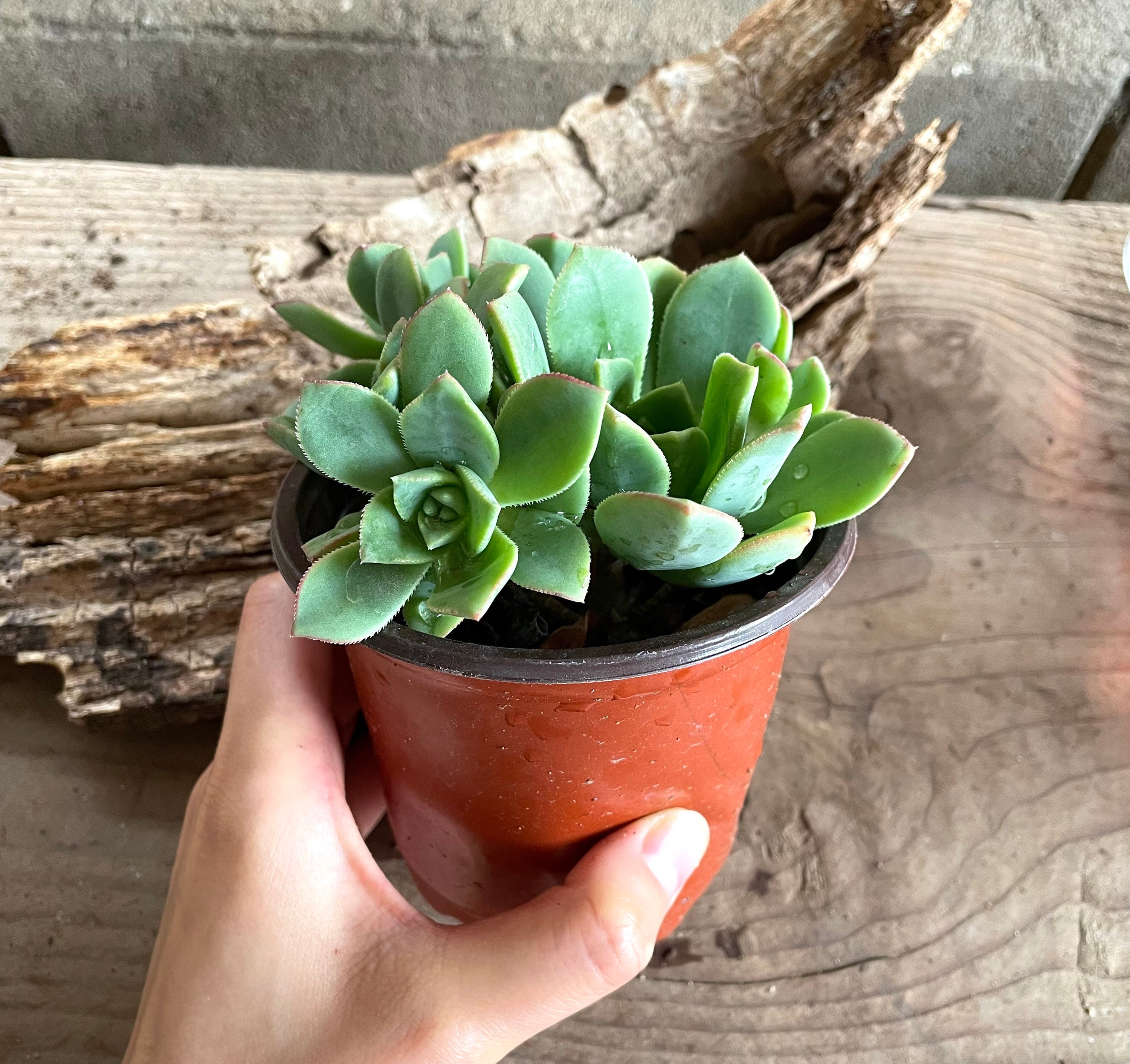 Aeonium Haworthii Pinwheel Aeonium Succulent Cluster - Etsy