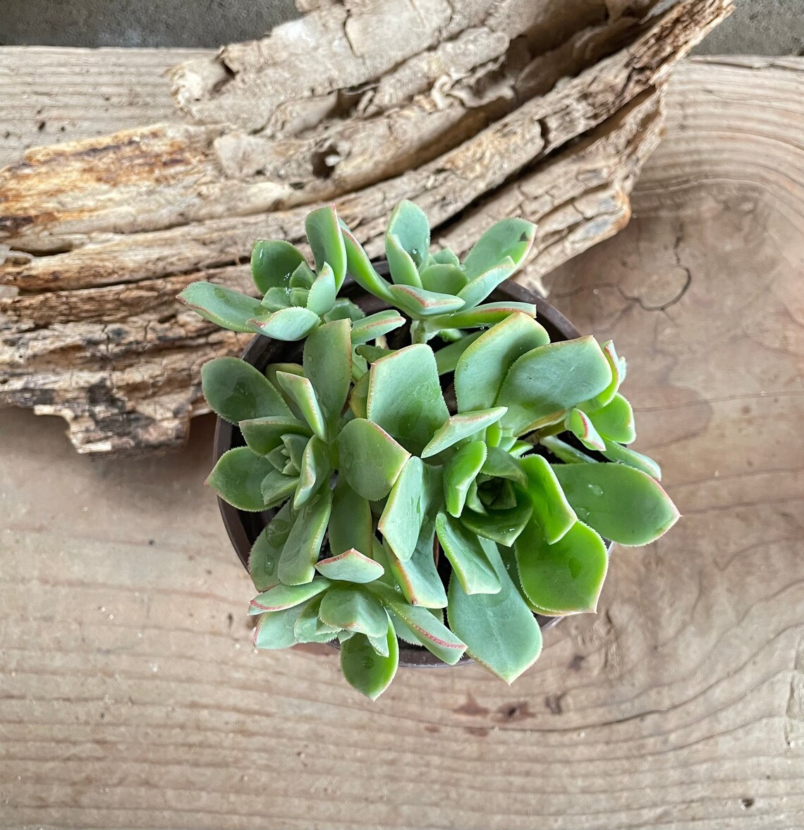 Aeonium Haworthii Pinwheel Aeonium Succulent Cluster - Etsy