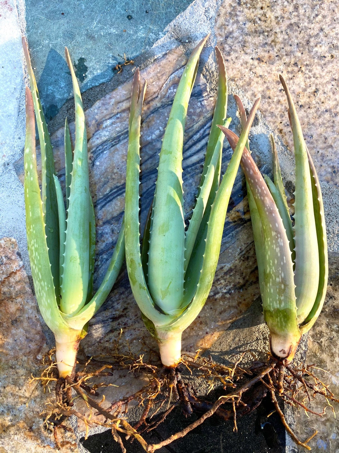 Aloe Vera Plant | Aloe Plant | Barbadensis Miller | Yellow Flower ...