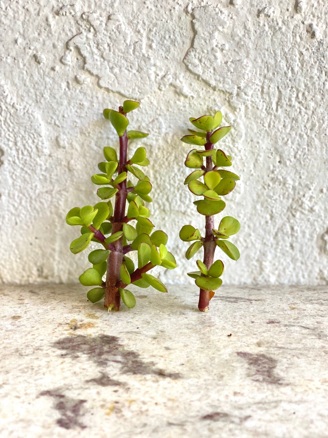 Dwarf Jade Plant | Elephant Bush | Portulacaria Afra | Succulent ...