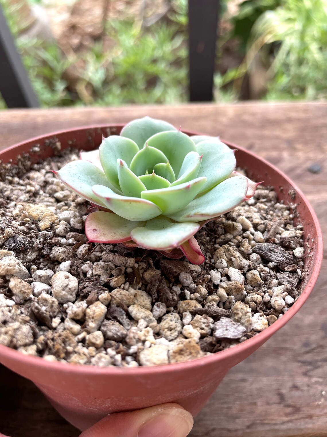 Echeveria Atlantis Live Succulent 4 Pot | Etsy