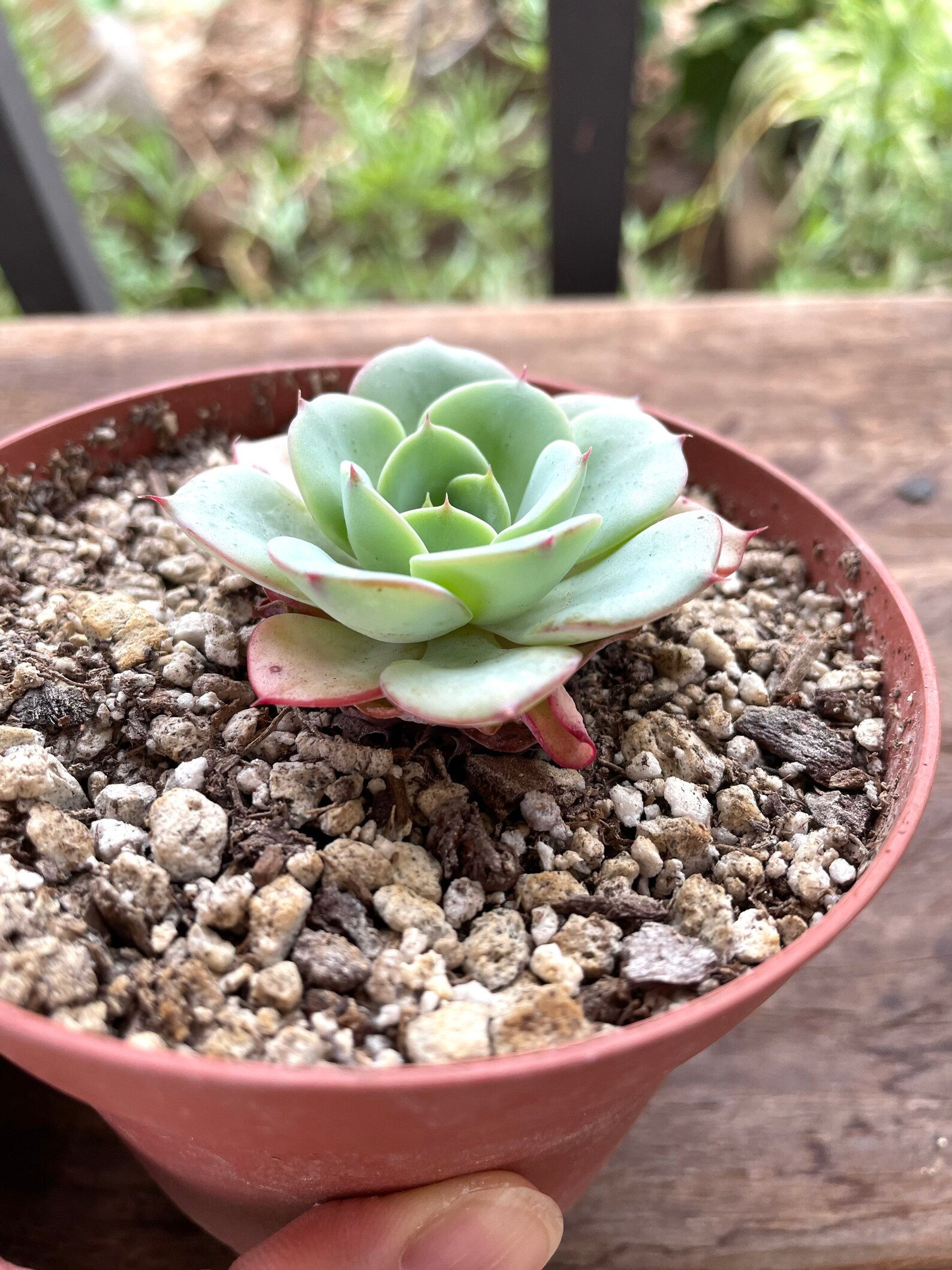 Echeveria Atlantis Live Succulent 4 Pot | Etsy