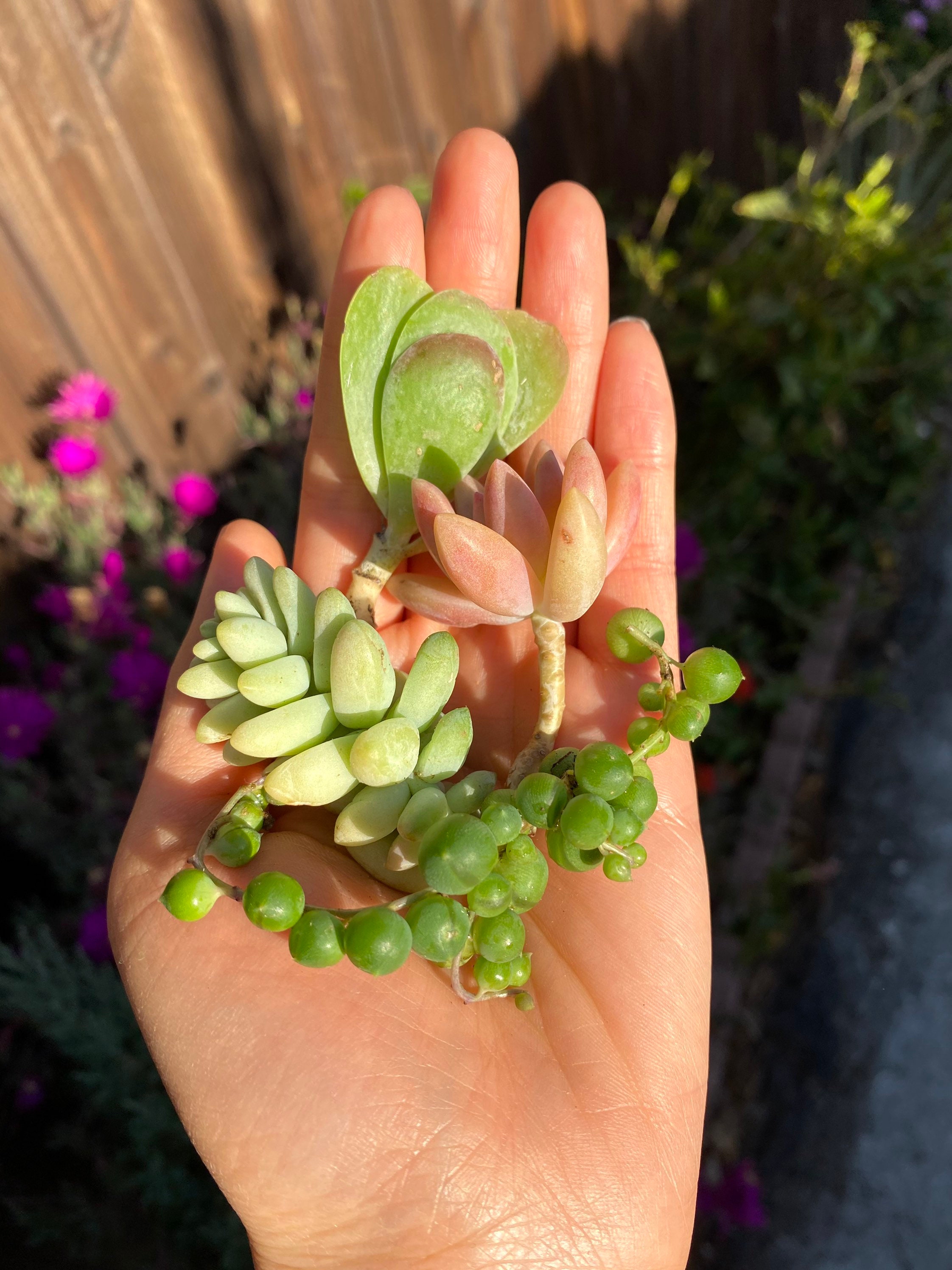 4 Succulent Cuttings Succulent Cuttings Set of 4 Clippings | Etsy