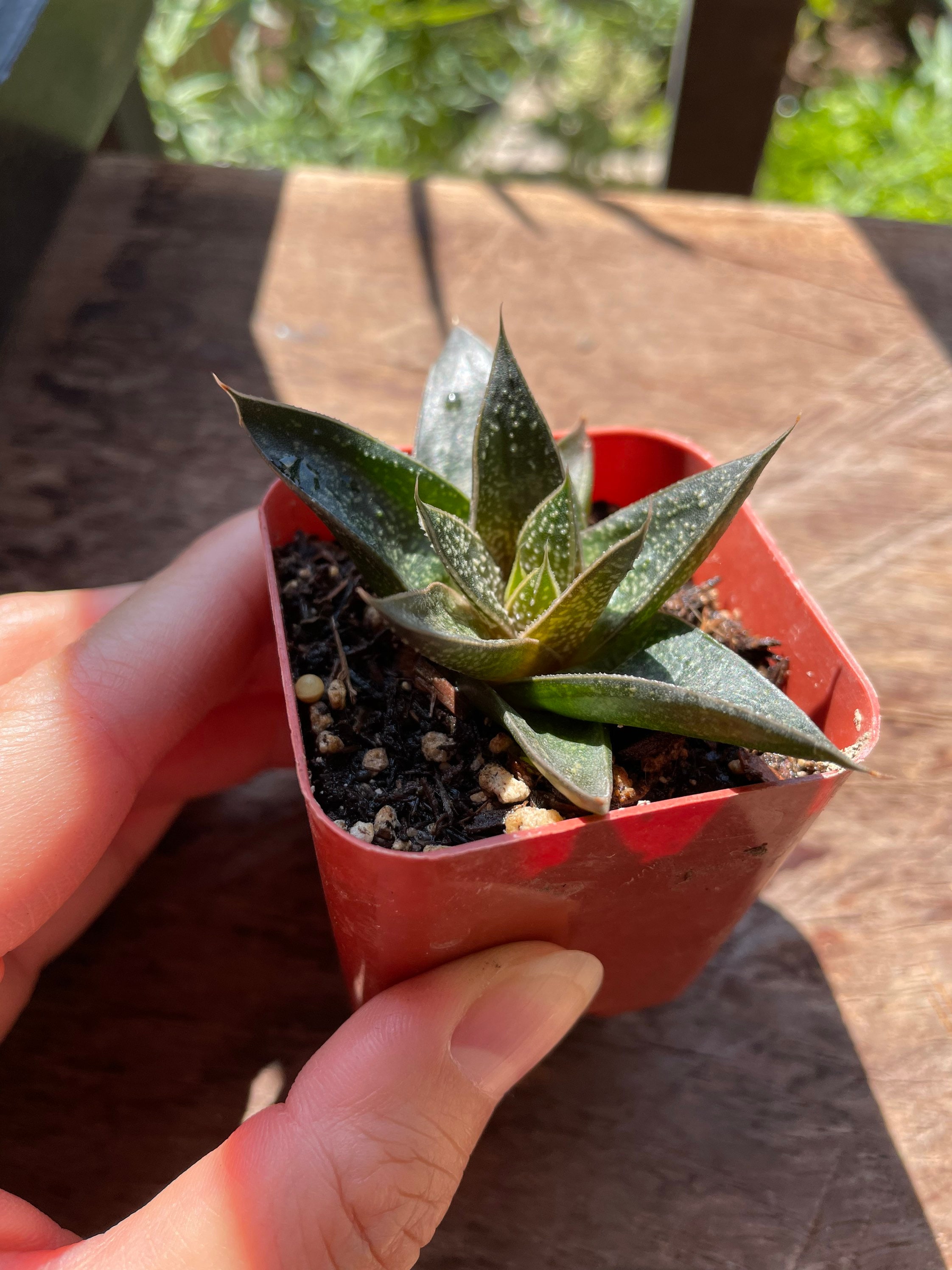 Gasteria Flow Gasteraloe Flow Aloe Relative Dark Green | Etsy