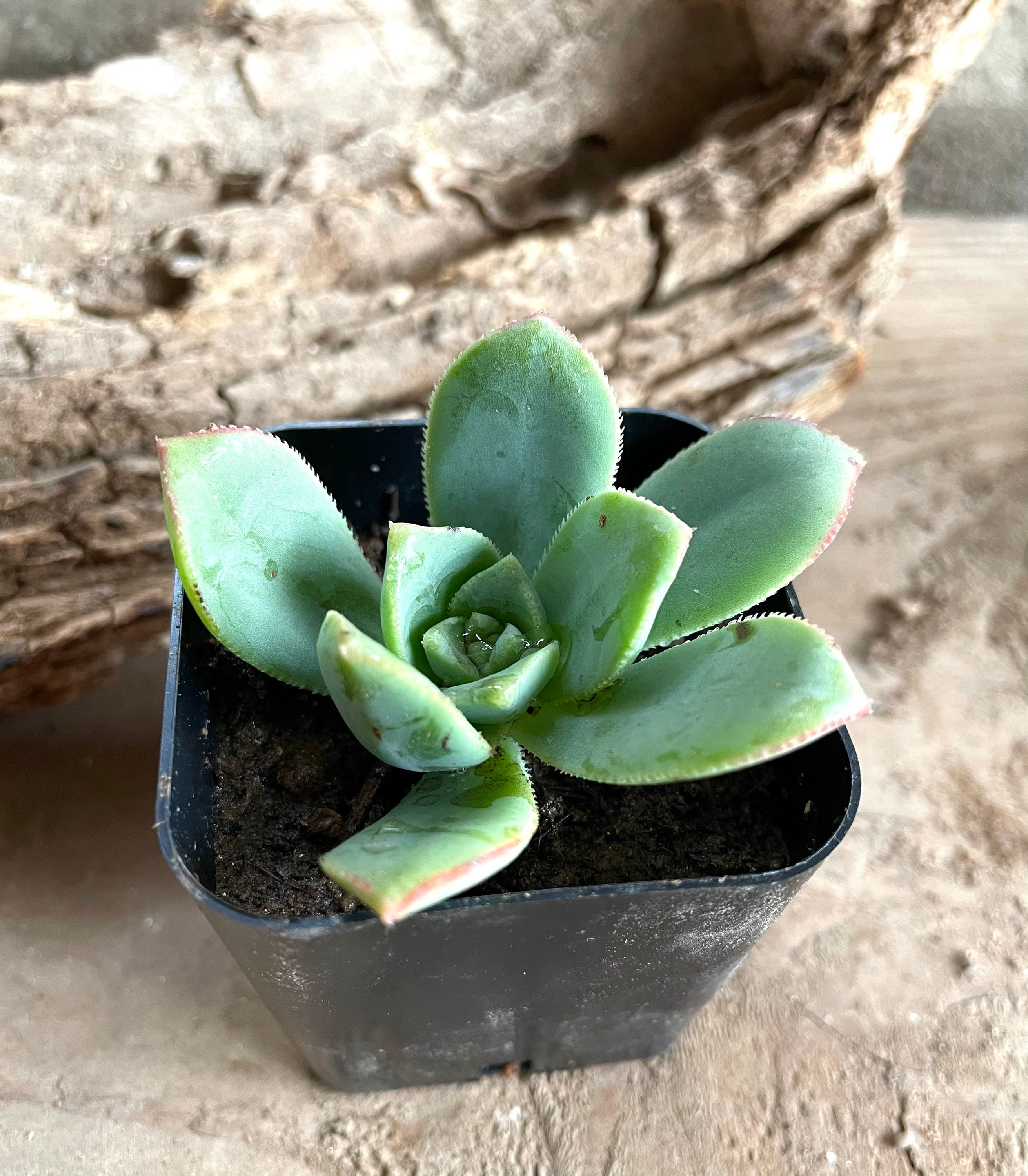 Aeonium Haworthii Pinwheel Aeonium Succulent Cluster - Etsy