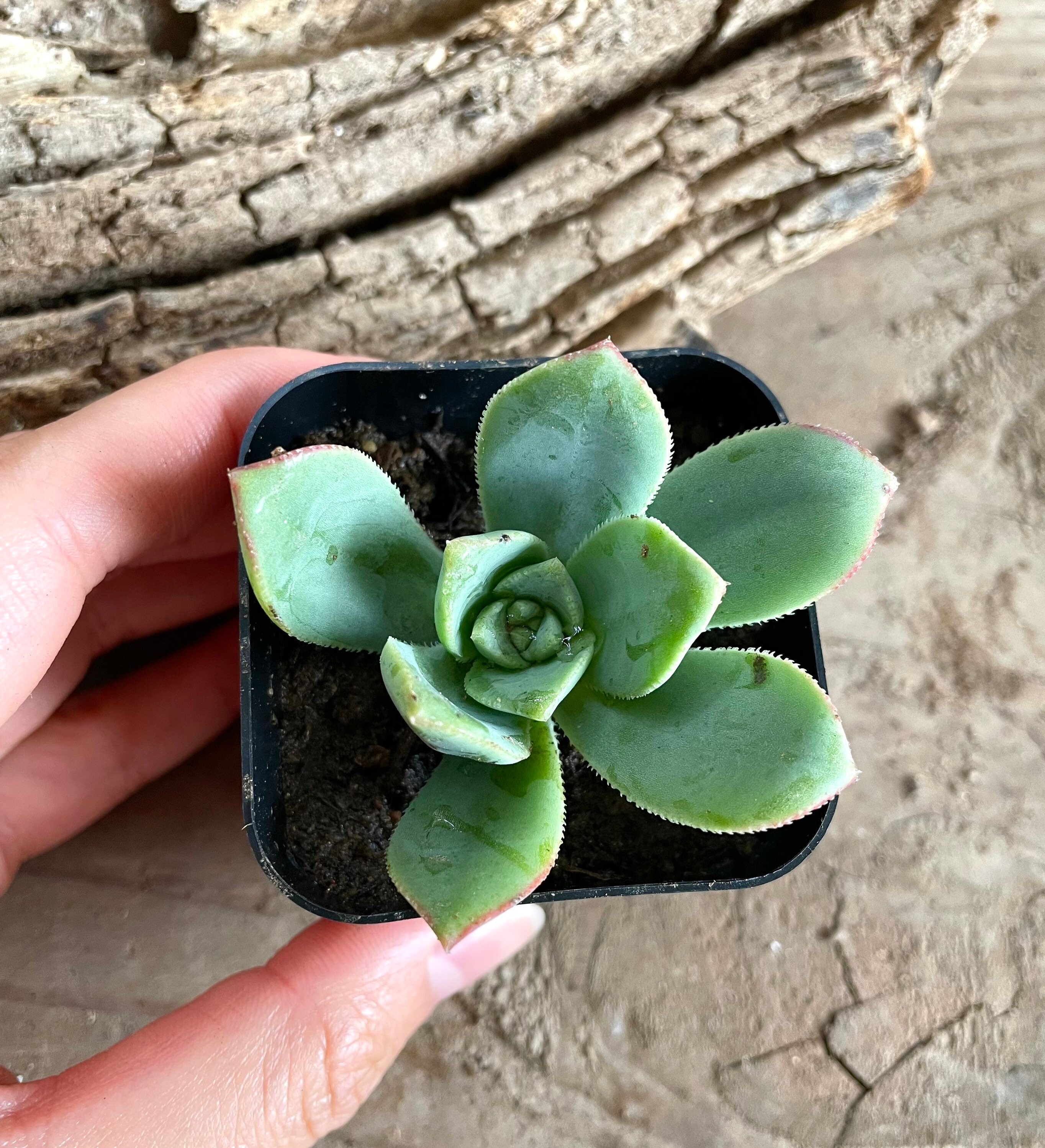 Aeonium Haworthii Pinwheel Aeonium Succulent Cluster - Etsy