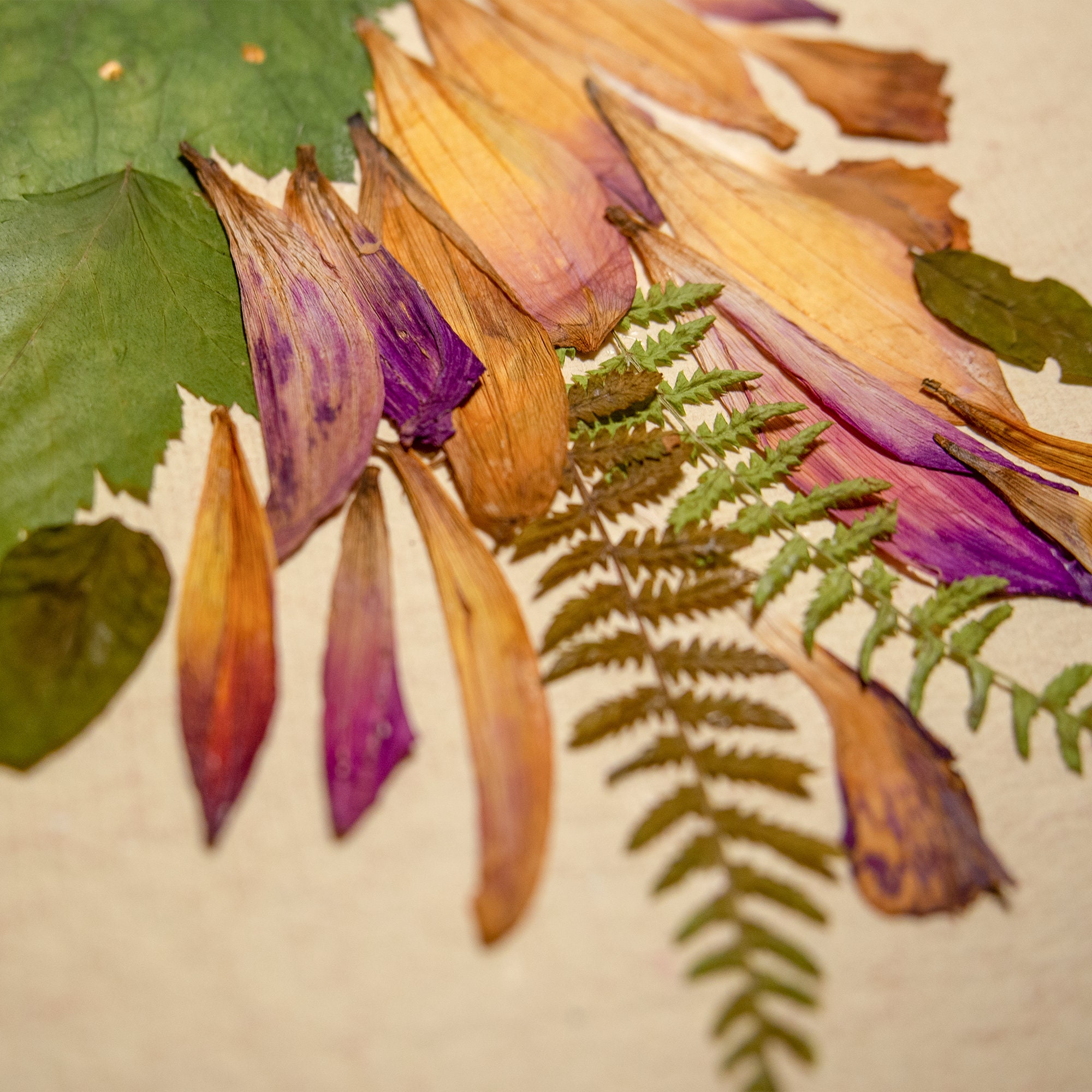 Original Pressed Flowers and Illustration Collage. Green Dress and ...