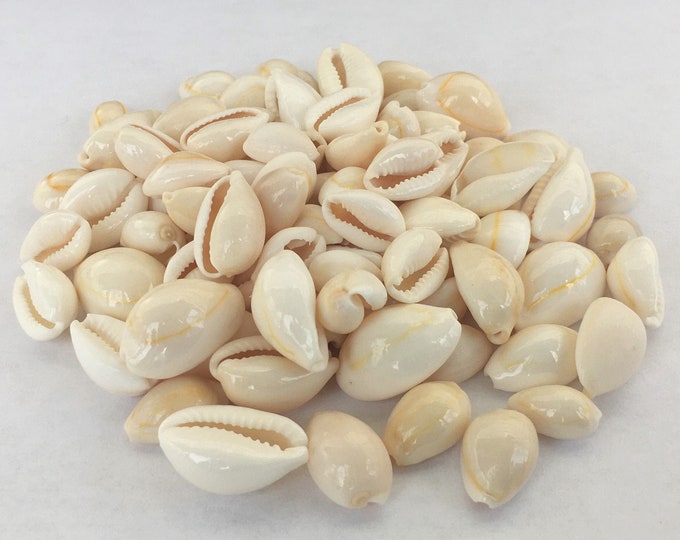 White Ring Top Cowrie Shells Cowrie Shell Seashells Shells - Etsy