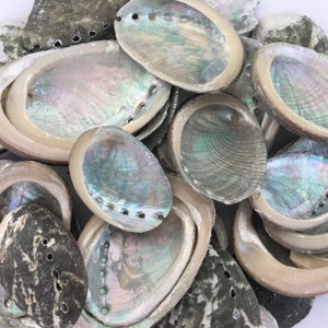 Abalone Shells Seashells Shells Craft Shells Beach Decor | Etsy