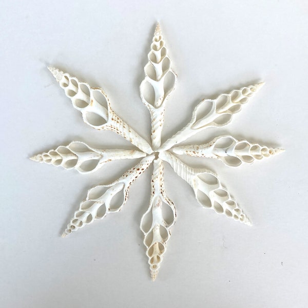 Cut Seashells - Etsy